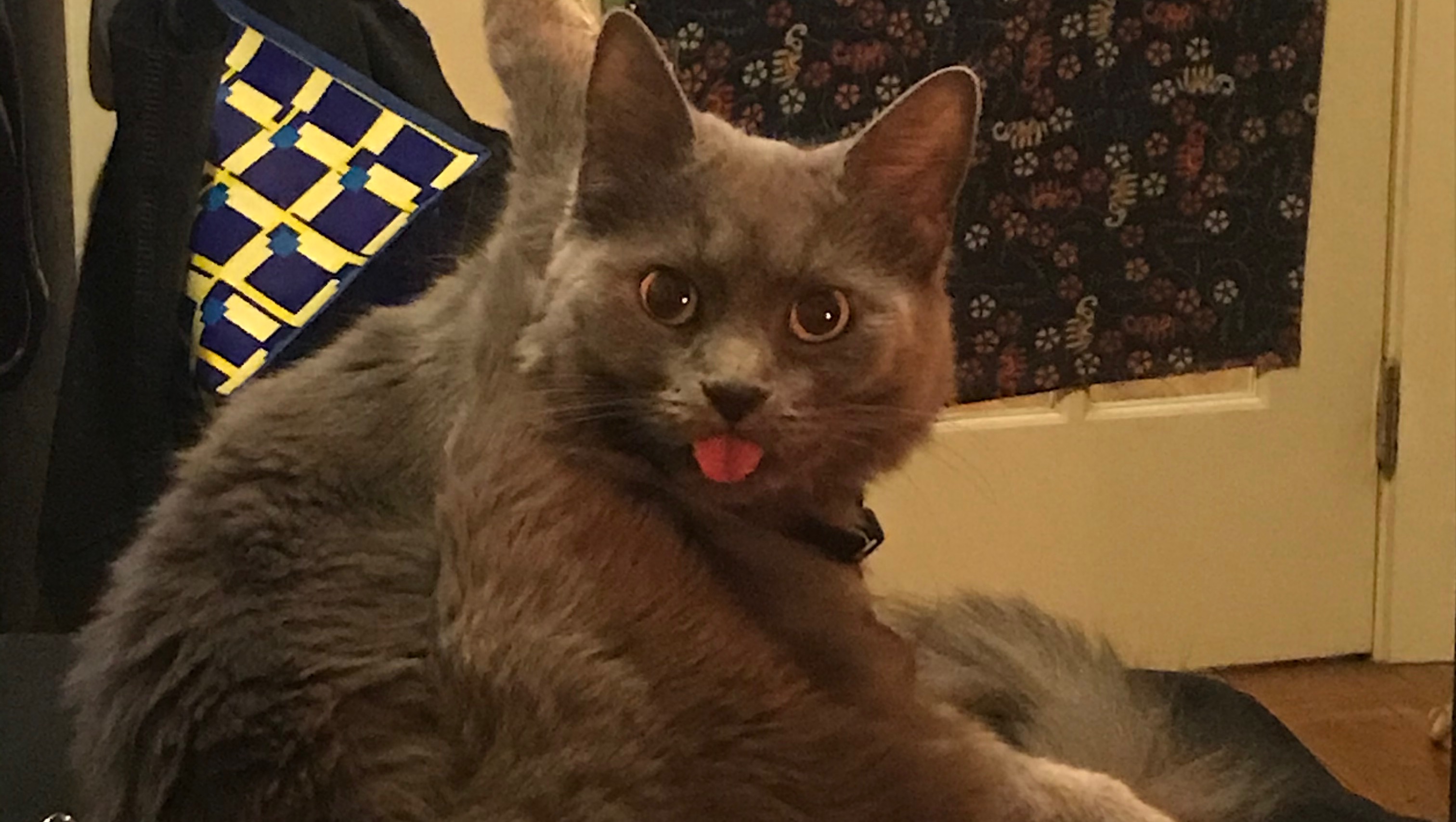 Fundraiser by Jacob Kalish : Grey Cat’s Pyometra Surgery