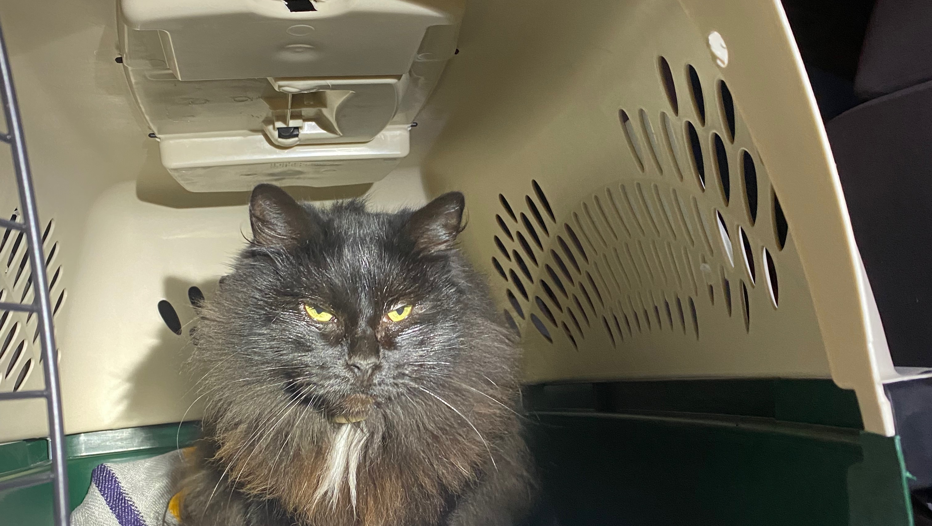 Fundraiser for Andrea Mendieta by Simone Mendieta : Help Bongo with her leg!