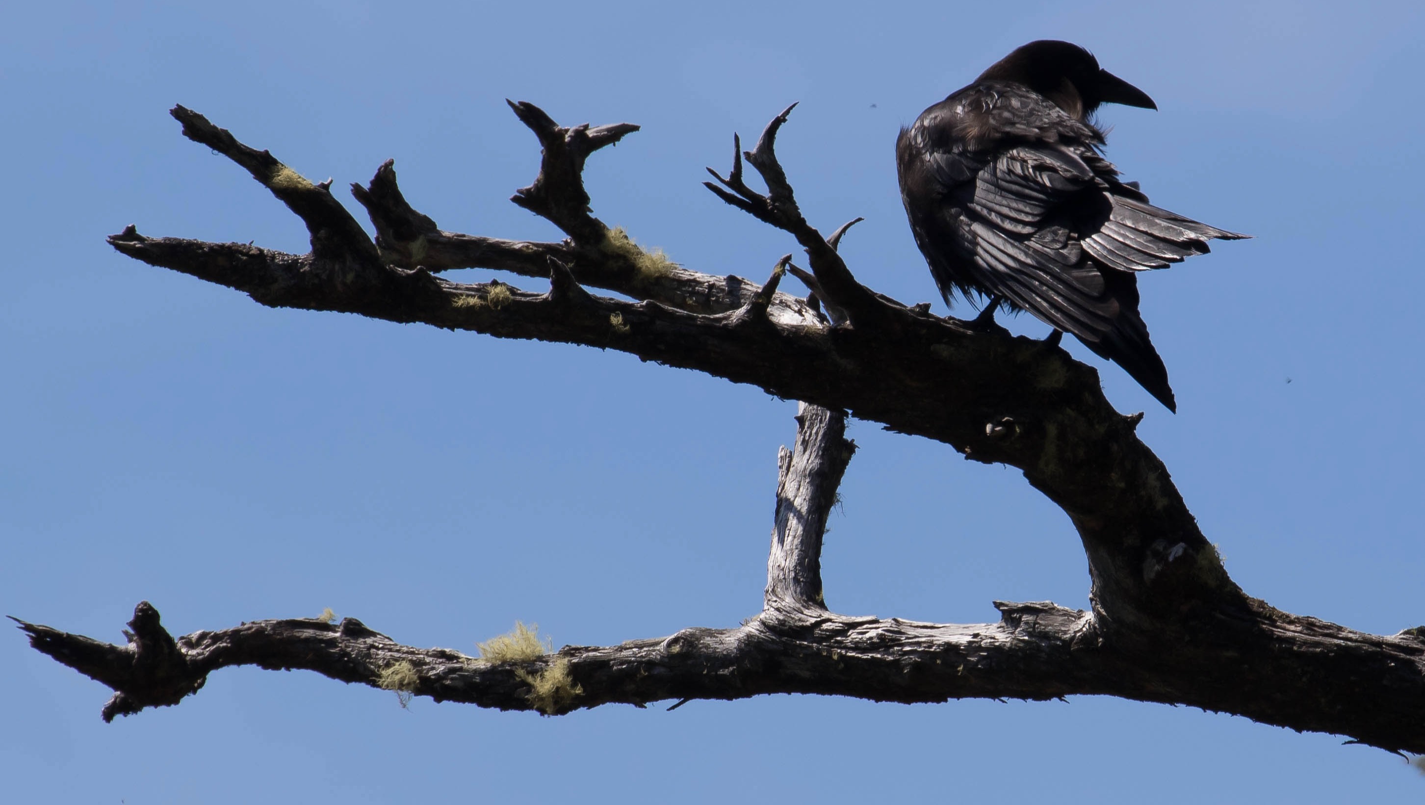 Fundraiser by Steven A Bash : Steven A. Bash COPD and Lung Cancer ...