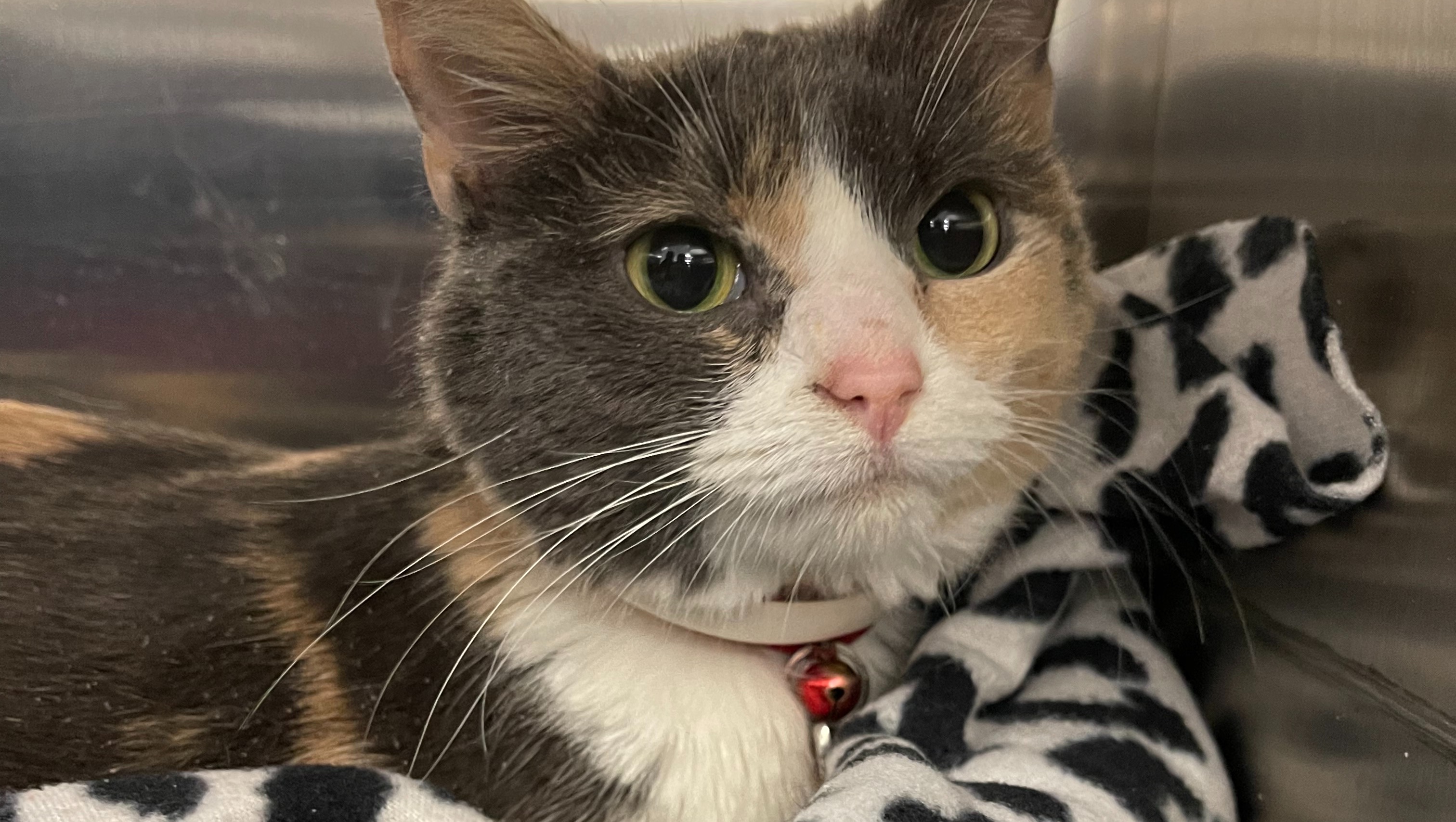 Fundraiser by Miranda Henderson : Saving Callie