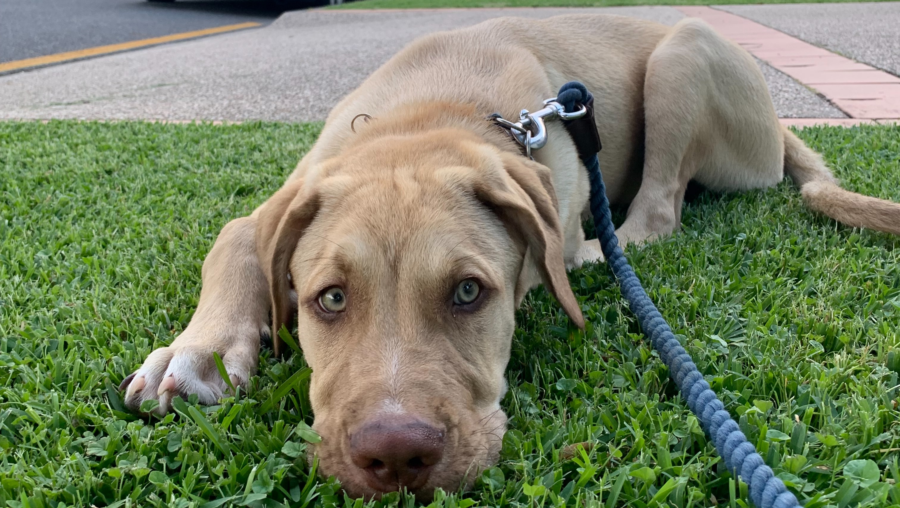 Fundraiser by Etienne Steven : Massimo's Surgery