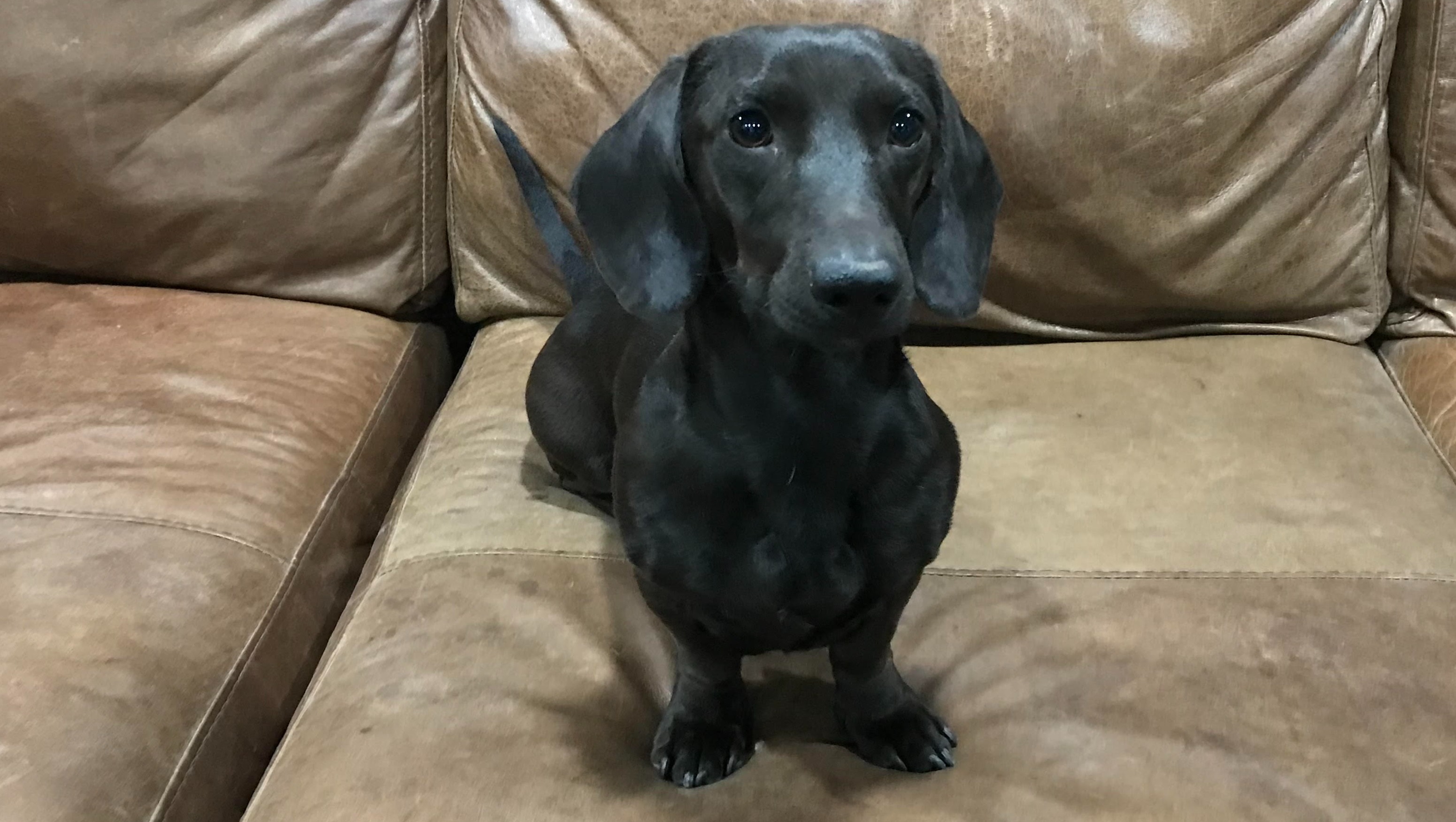 Fundraiser for Melissa Acuna by Terri Welch : Chip's Medical Bills