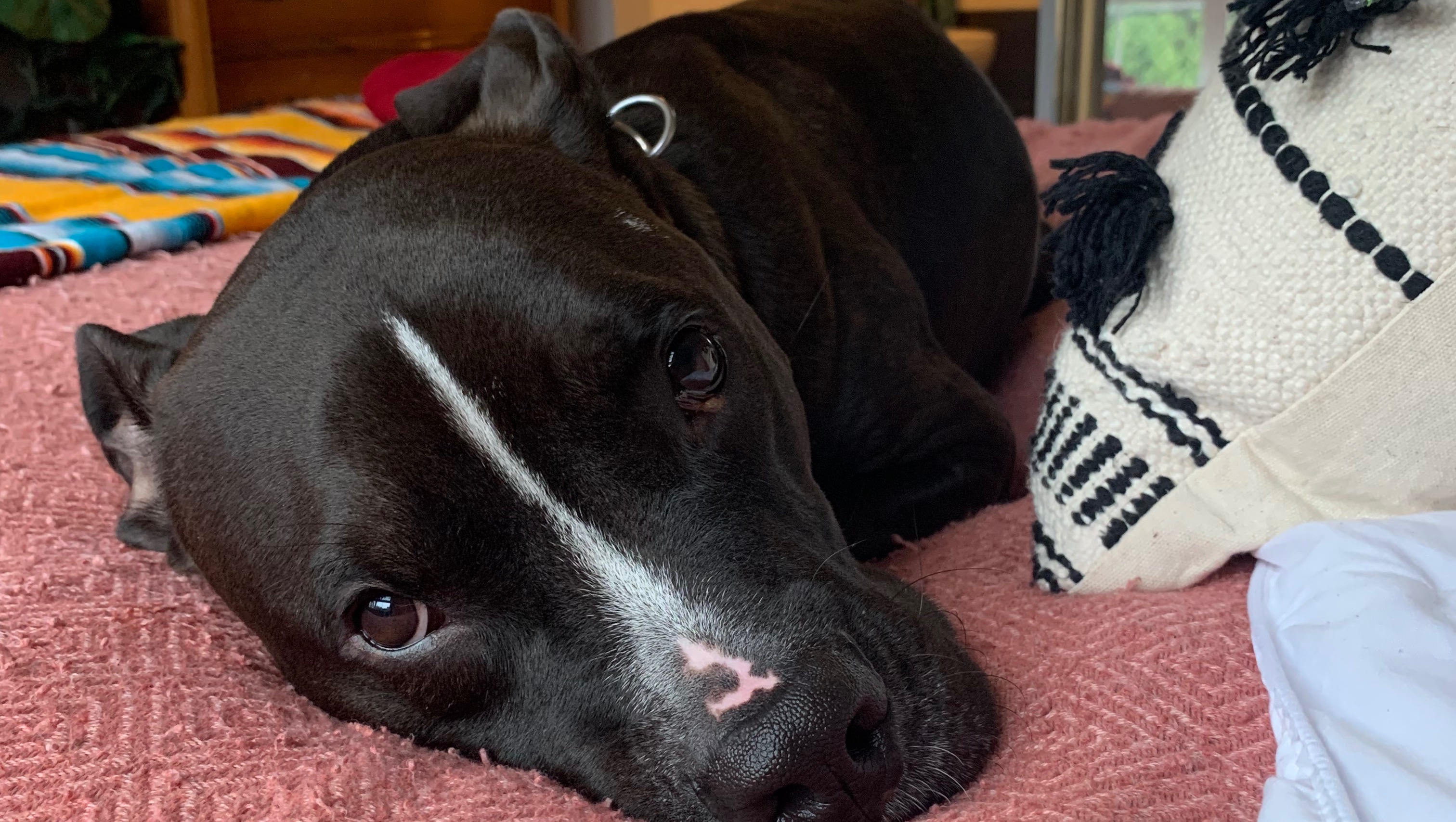 Fundraiser by Jeremy Leblanc : Chevy needs Surgery