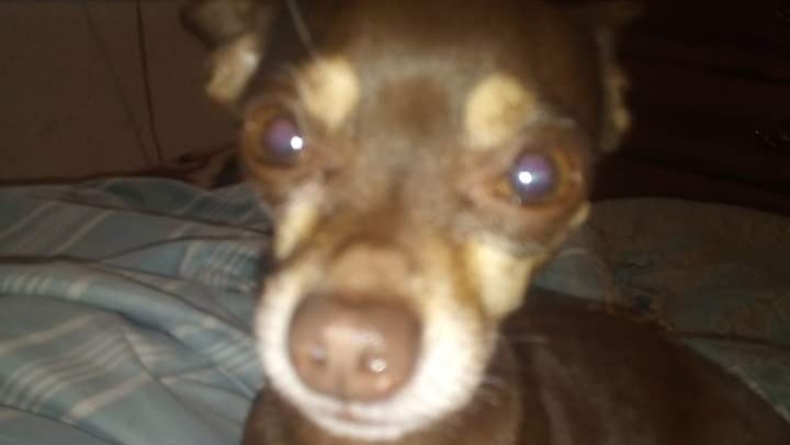 Fundraiser By Kimberley Ann Help Goliath Get Treatment fundraiser-by-kimberley-ann-help-goliath-get-treatment
