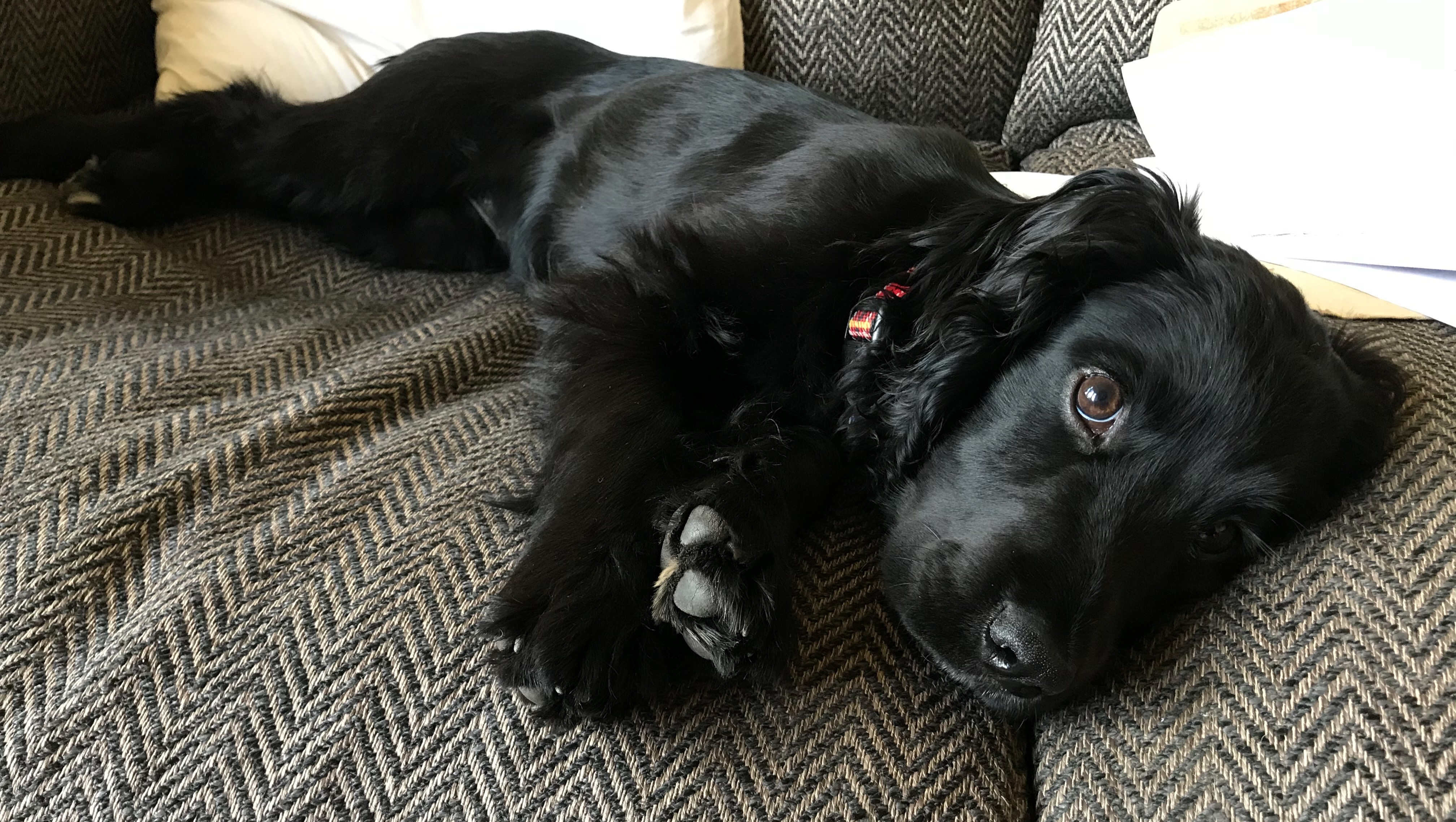 Fundraiser by Olwyn Carroll : Poppy the puppy's critically urgent treatment