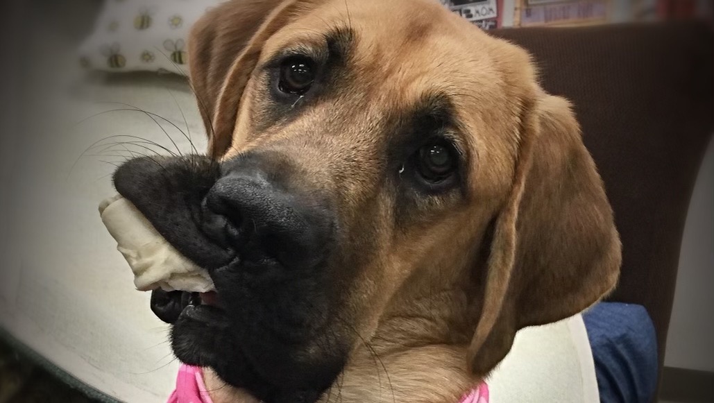 Fundraiser for Kelly Truby by Kim Pearce : Harley Sue’s Surgery Fund