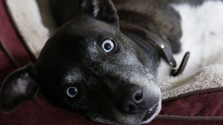 Fundraiser by Shox Hincks : Please HELP our little Maki Bird get surgery