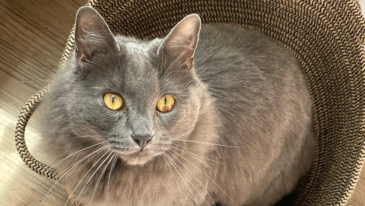 Fundraiser by Nicole Smith : Help Munchie Get Orthopedic Surgery