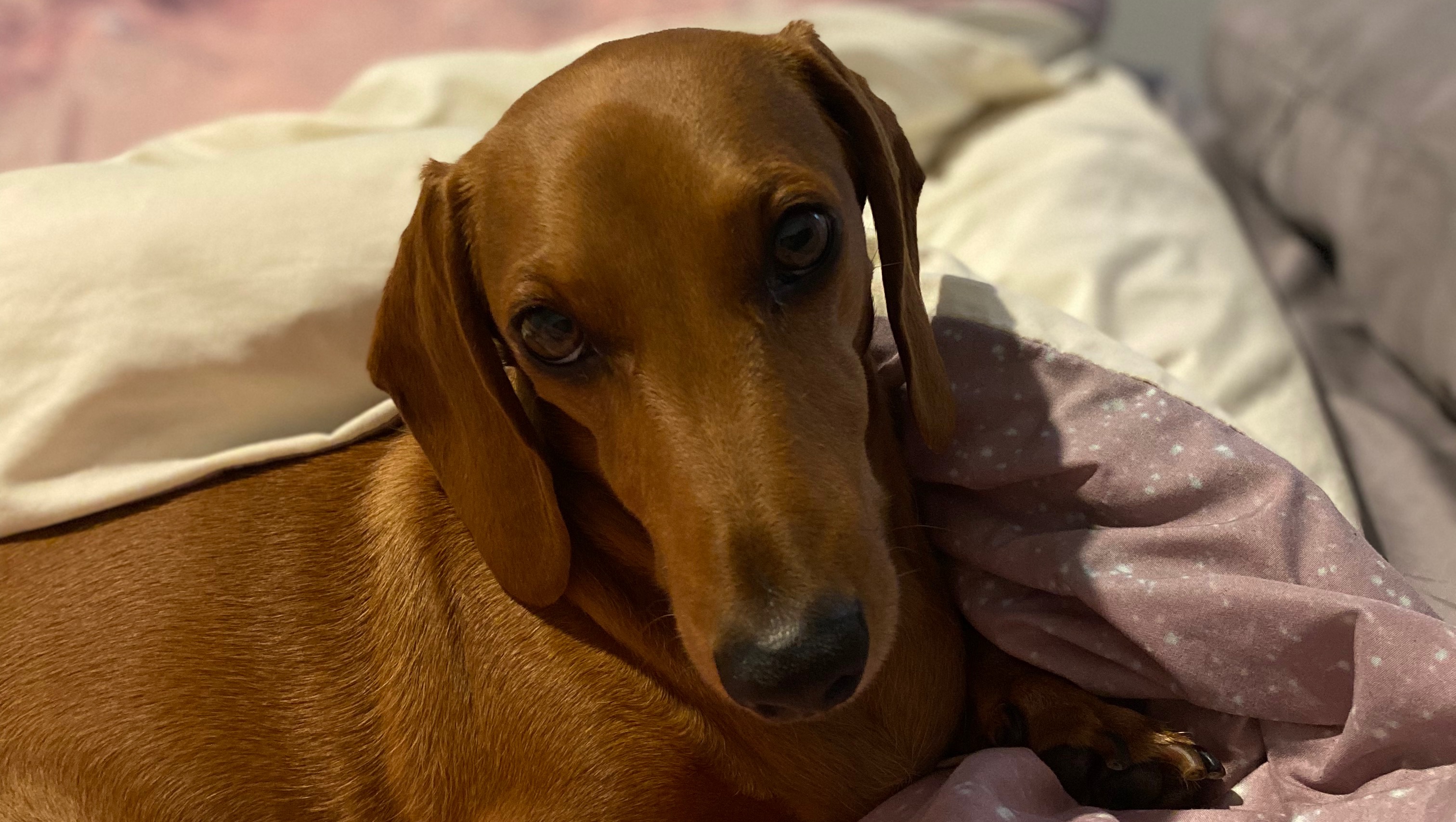 Fundraiser by Renee Waring : Help Arnie have IVDD surgery