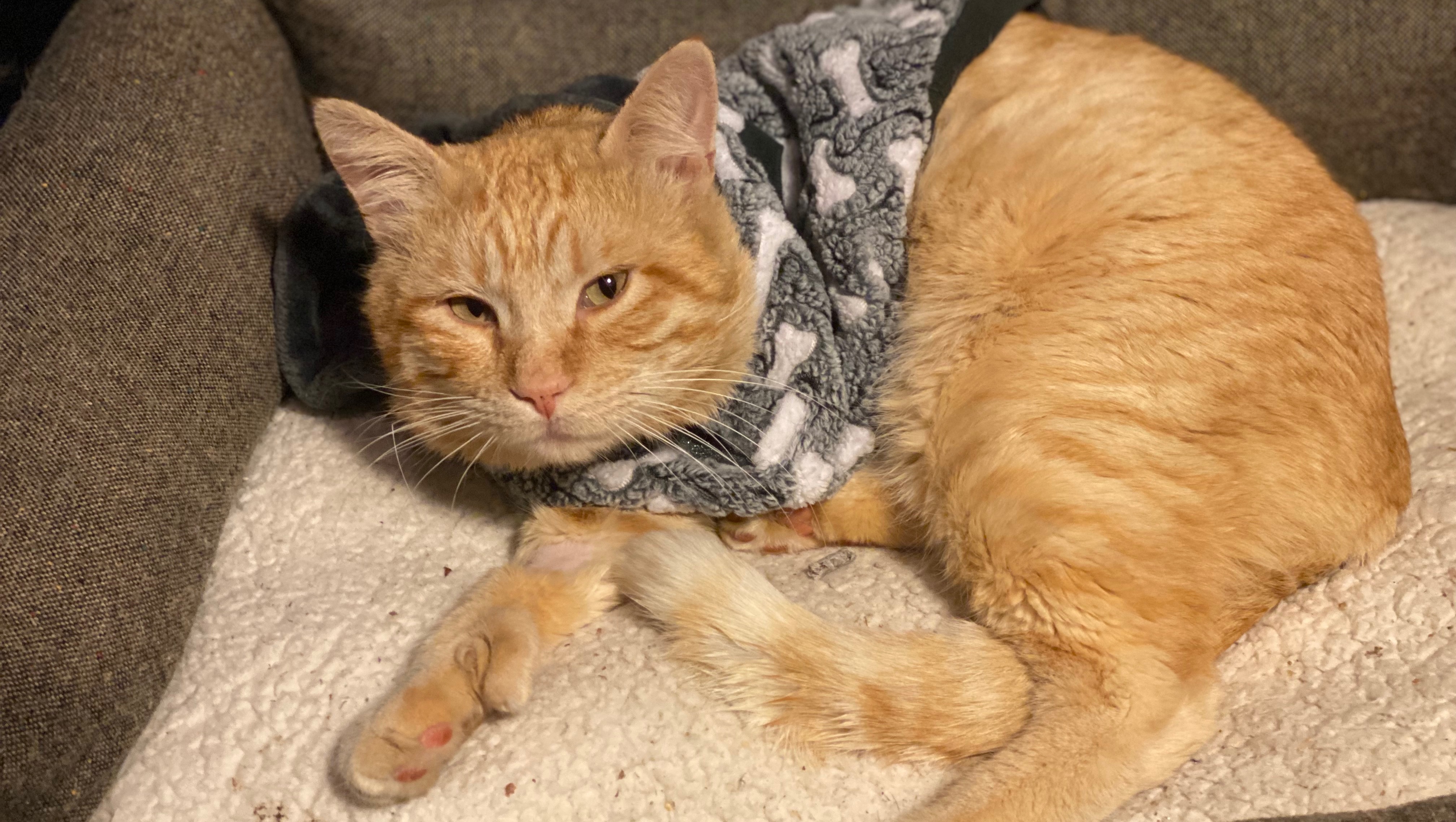 Fundraiser by SAYLAN MIYAKE : Vet bills for Garfield’s Amputation