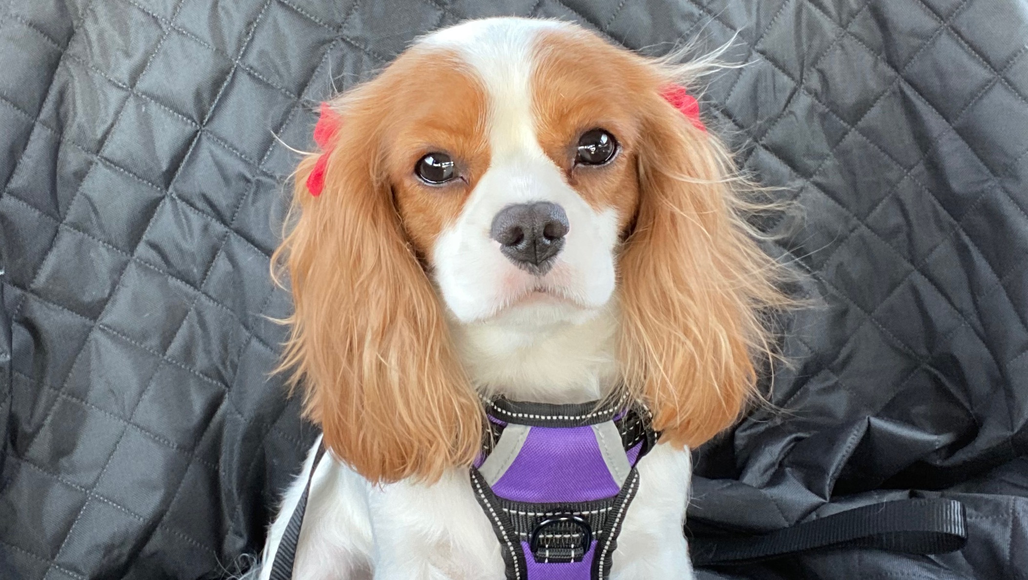 Fundraiser by Desiree Frank : Help us get our Bella the MRI she needs.