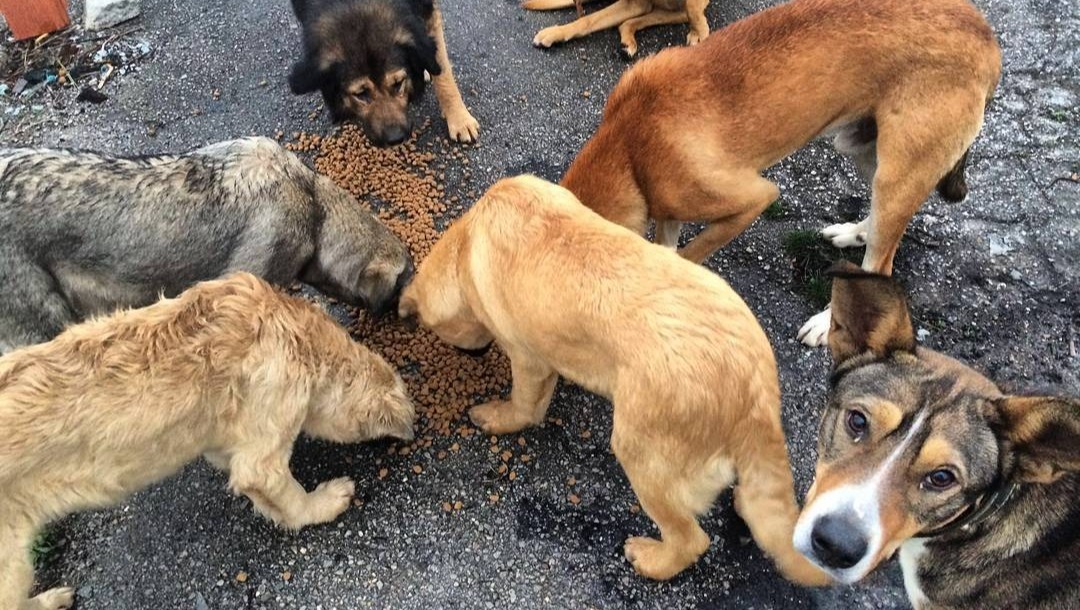 Fundraiser by Yasemin Gava : Help feed Sapanca's stray dogs