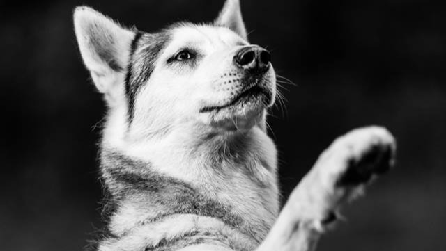 Fundraiser by Neil Featherby : Anything for Loki....