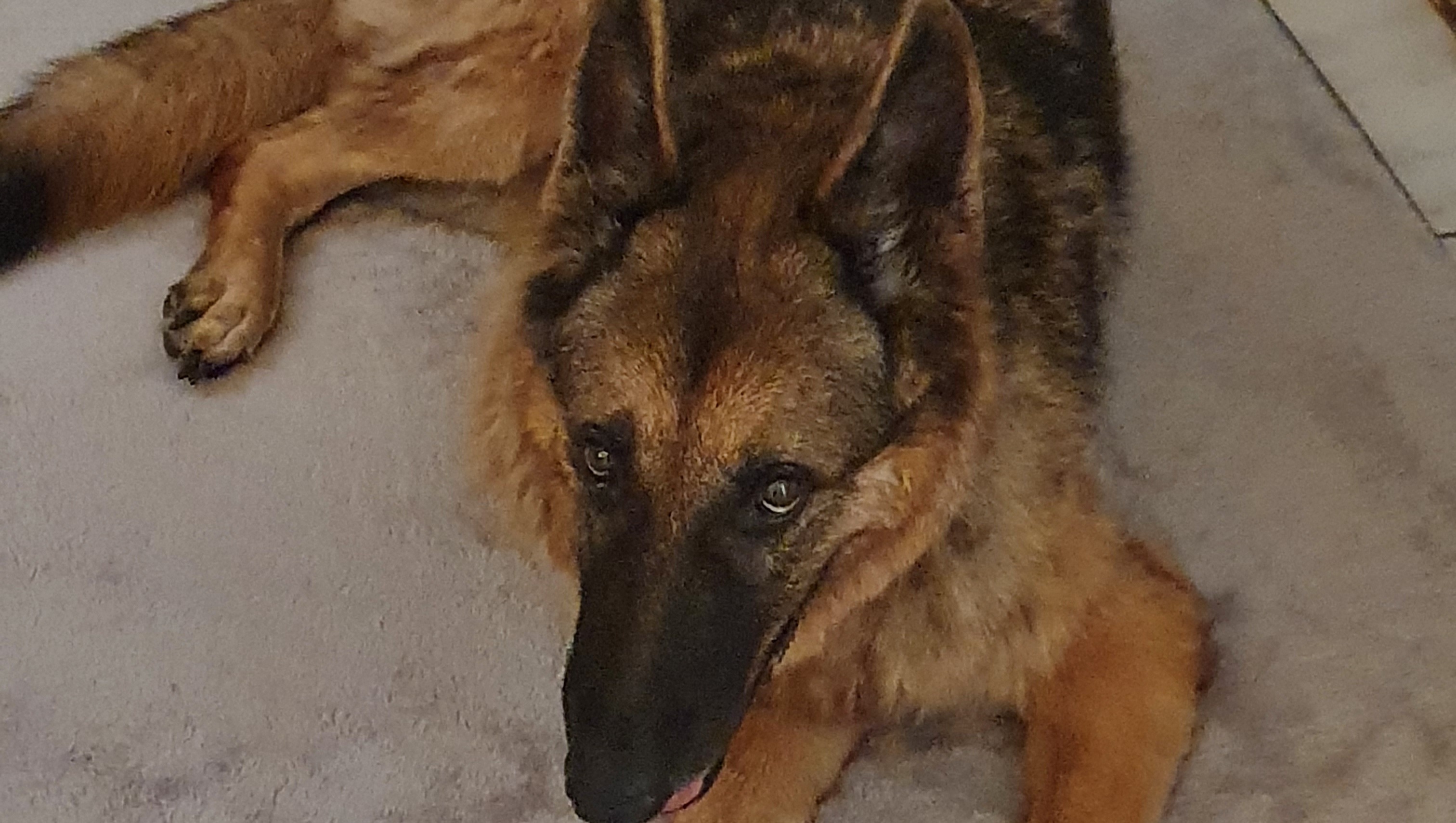 fundraiser-by-eileen-jobson-help-my-fur-baby-get-veterinary-help