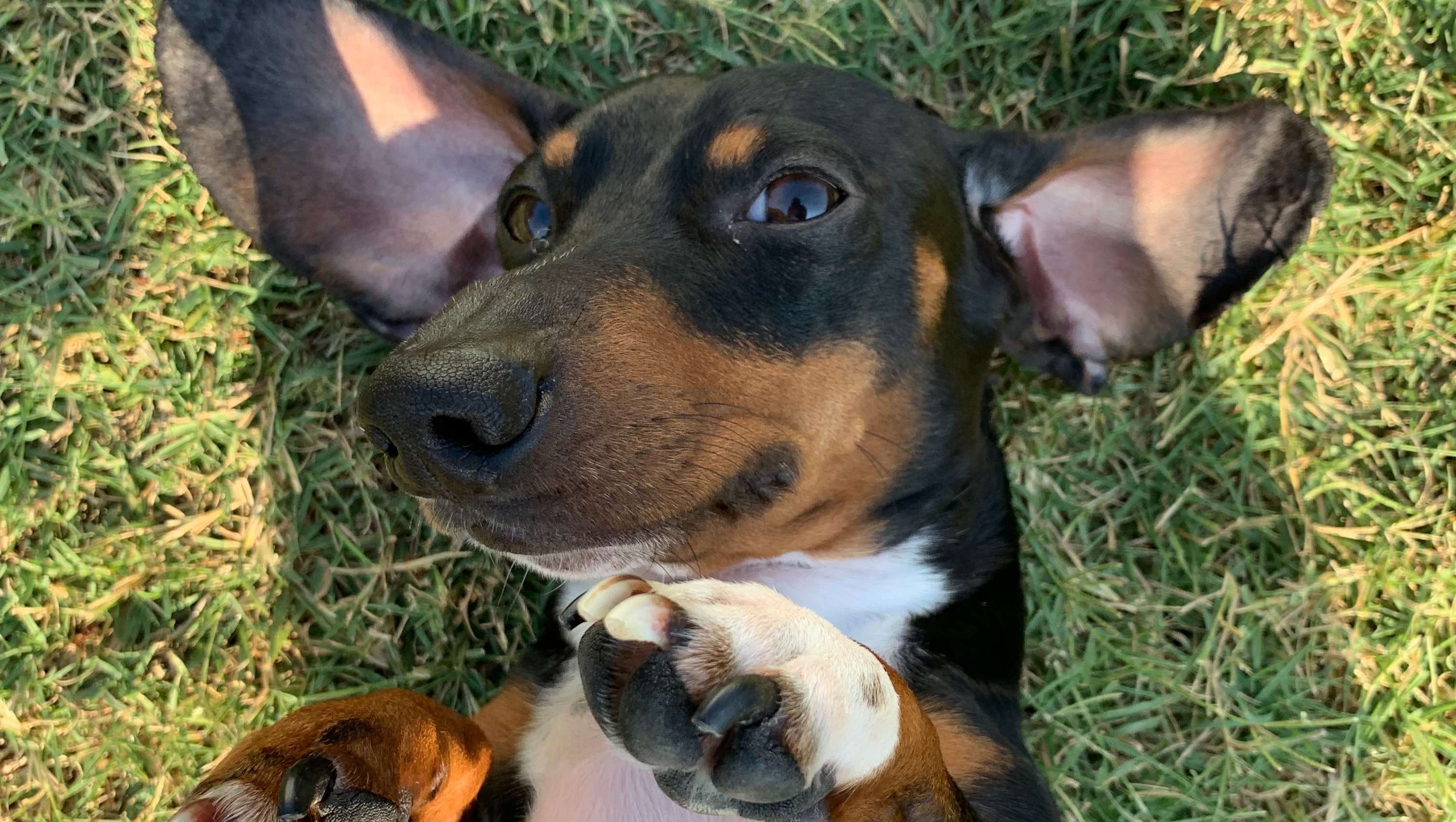 Fundraiser by Kate Skinner-Luker : Bones had emergency surgery