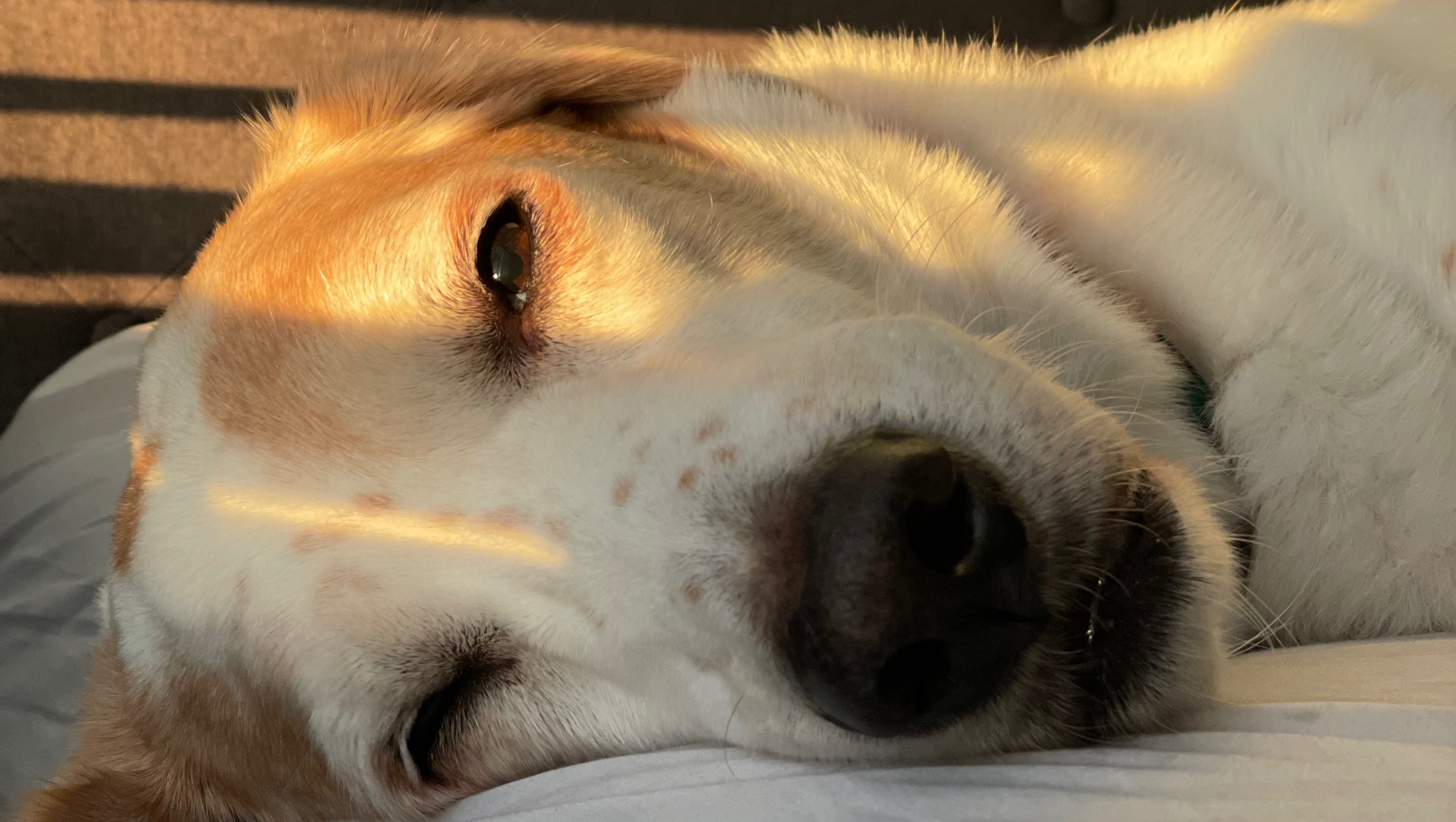 Fundraiser by Matt Mertens : Help Achilles get his ACL surgery