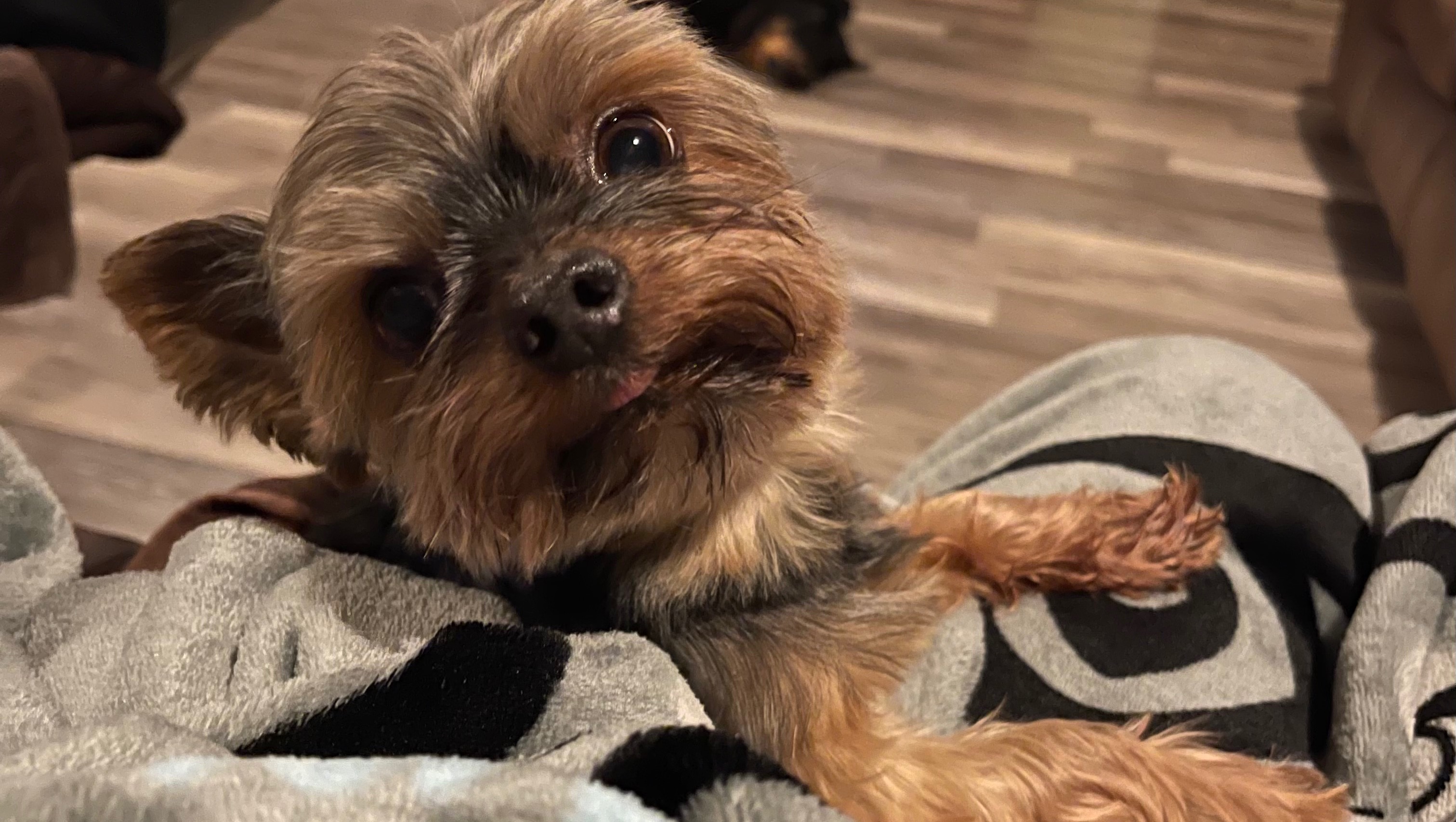 Fundraiser by Chris Mary Herman : Assistance for vet bills for Spike ...
