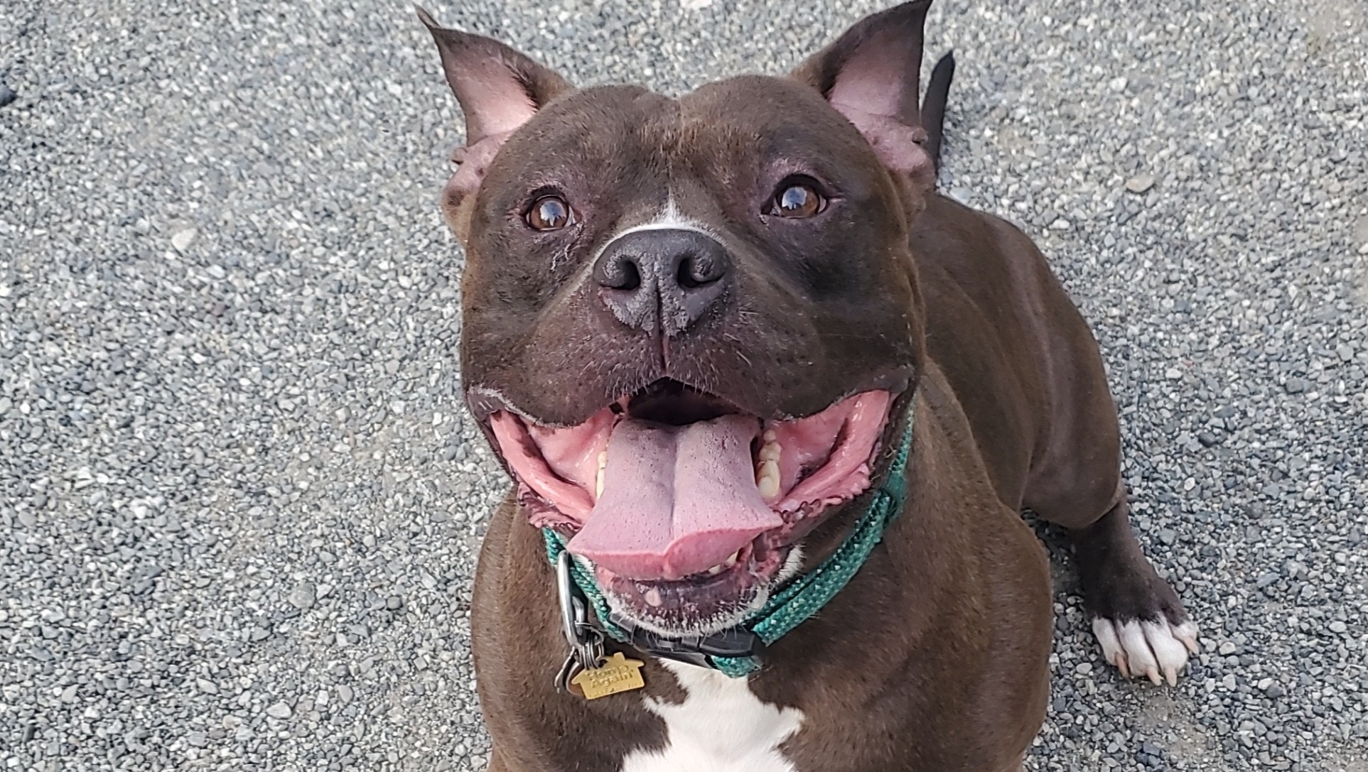 Fundraiser by Sandra Claxton : Help me pay my baby boy's vet bill