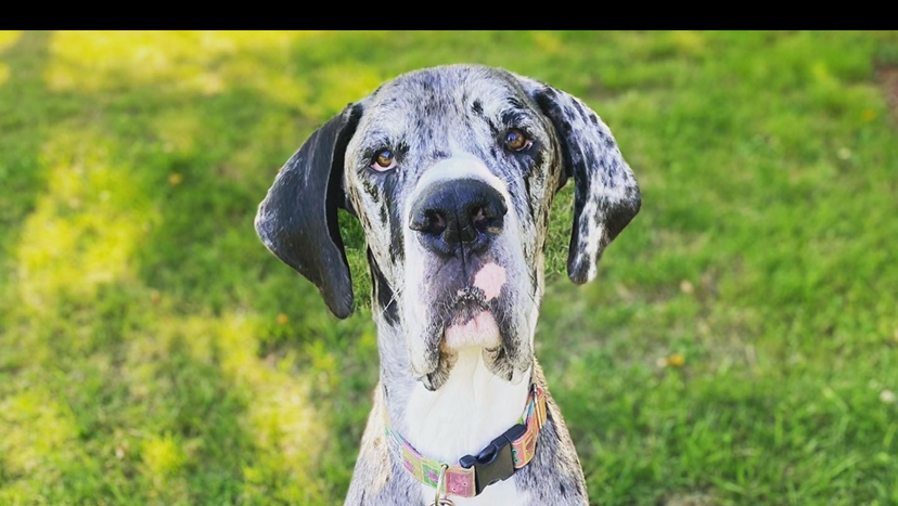 Fundraiser by Morgan Kangas : Loon’s Knee Surgeries