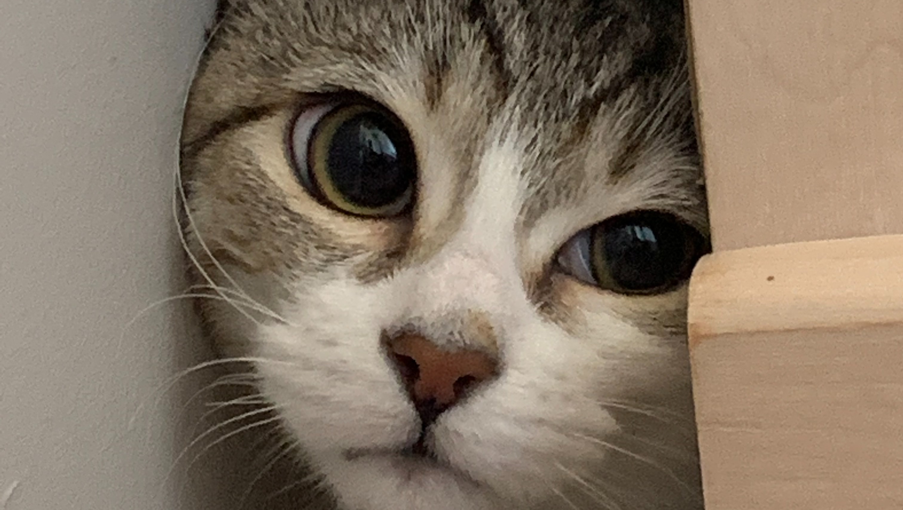 Fundraiser for Victoria Neff by Nicole Mora : Help us cover Josie's ...