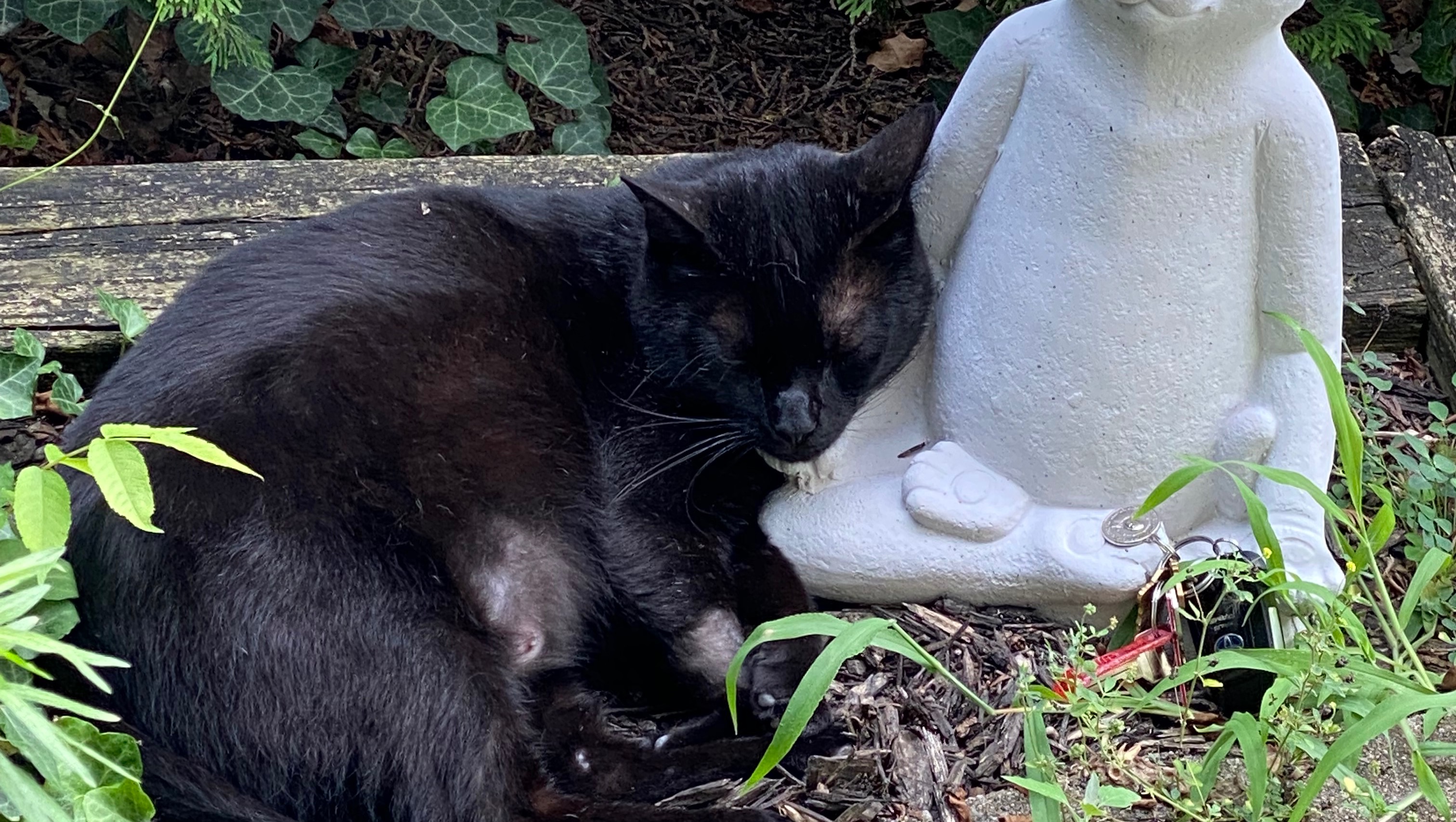 Fundraiser by Stephanie Bolen : Save Thackery Binx