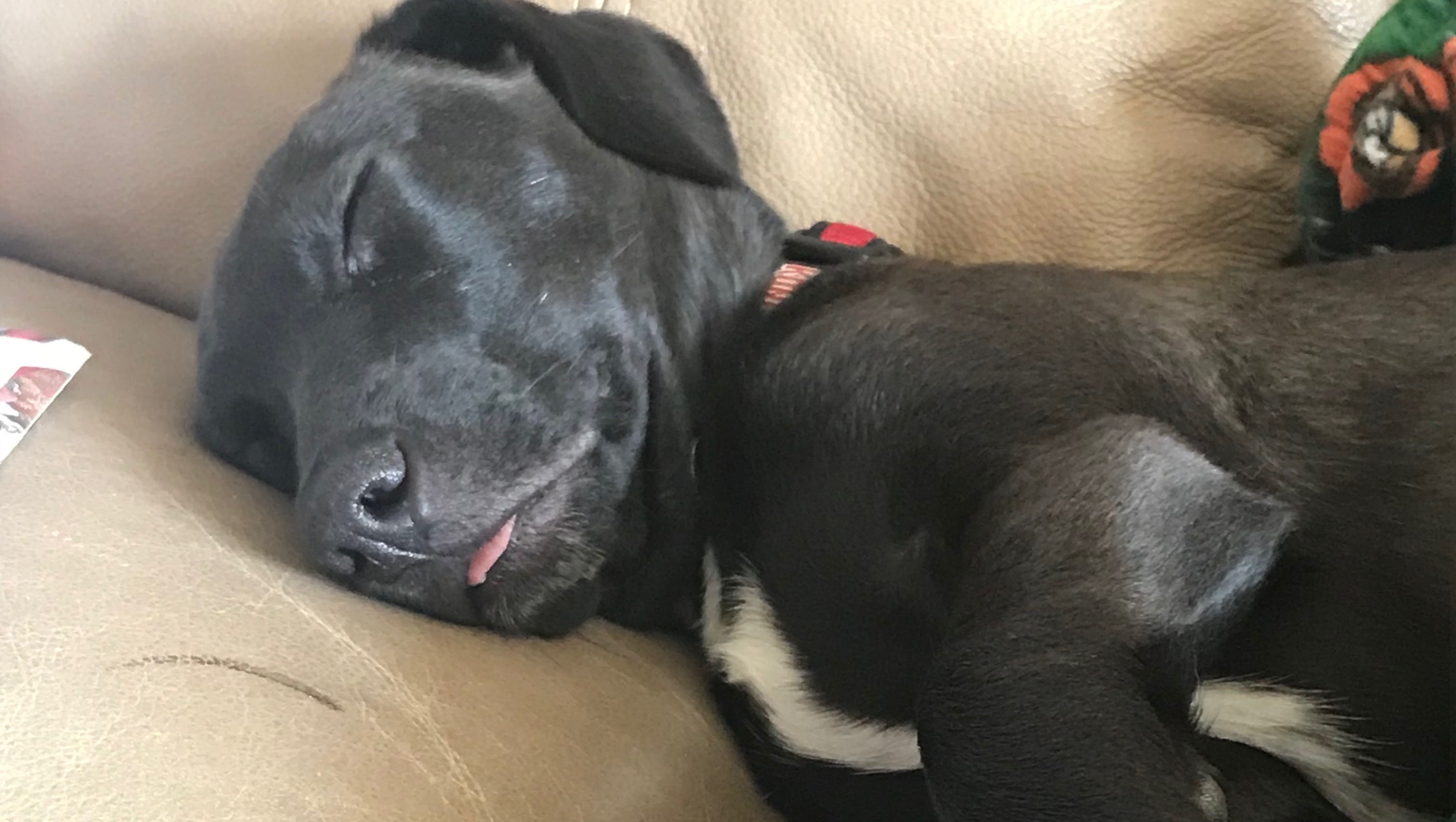 Fundraiser by Maria Wray : Helps us to save Luna’s life