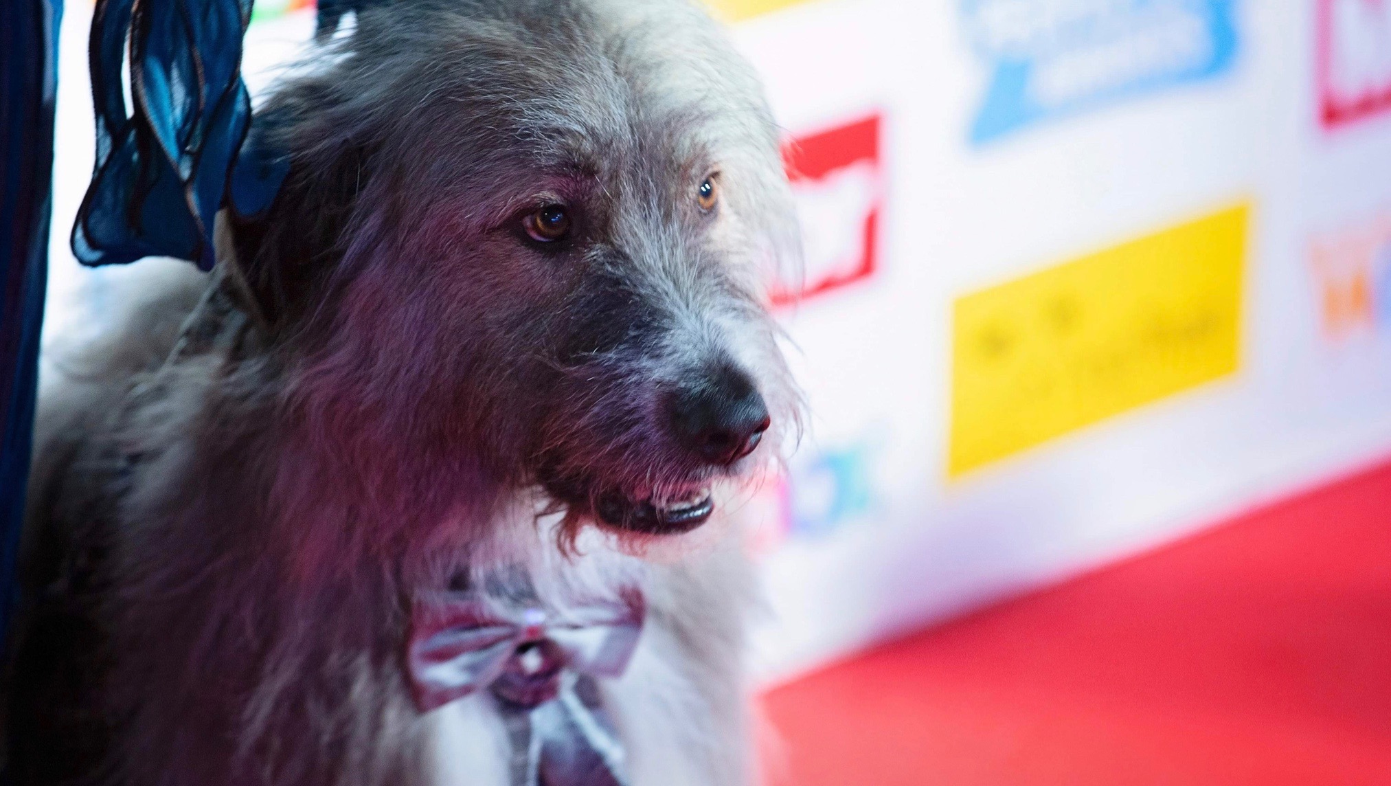 Fundraiser by Shellie Taylor : Kratu needs an operation.