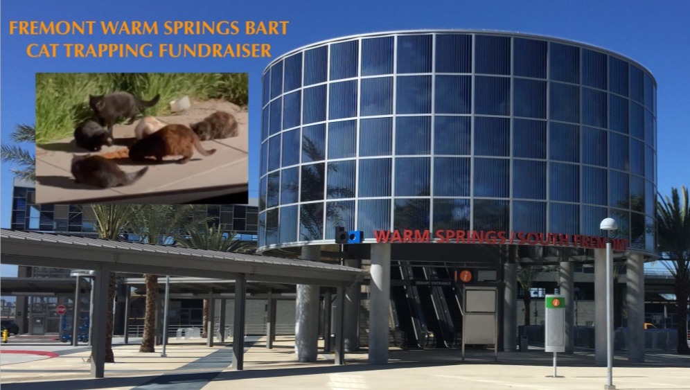 Fundraiser by Kristine Munoz : Fremont Warm Springs BART Cat Trapping ...