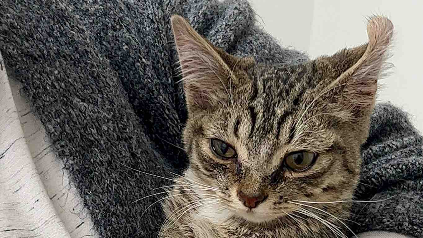 Fundraiser by Kayley Jackson : Help Pay for Oscar’s Vet Bills