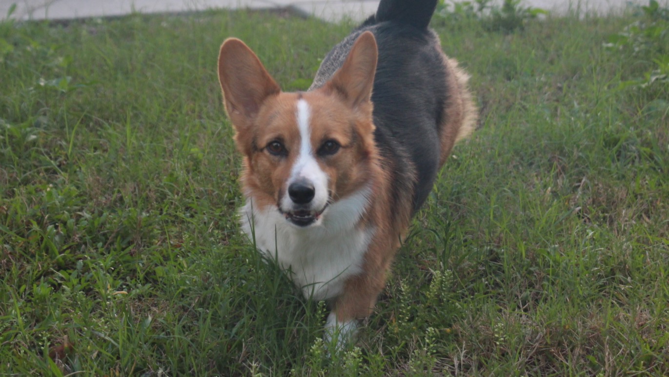 Fundraiser for Carmin Carpenter by Ryan Clavin : Twyla Jane Needs Surgery