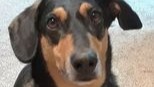 Fundraiser by Pam Monahan : Paco's Surgery Fund