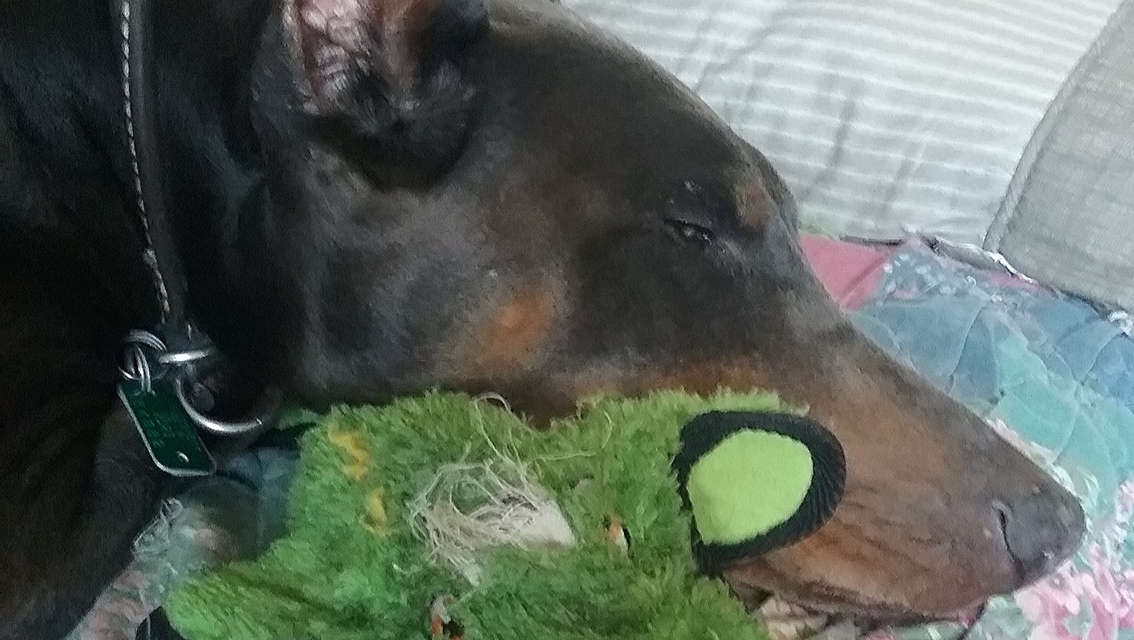 Fundraiser by Nancy Robson : Skid needs help