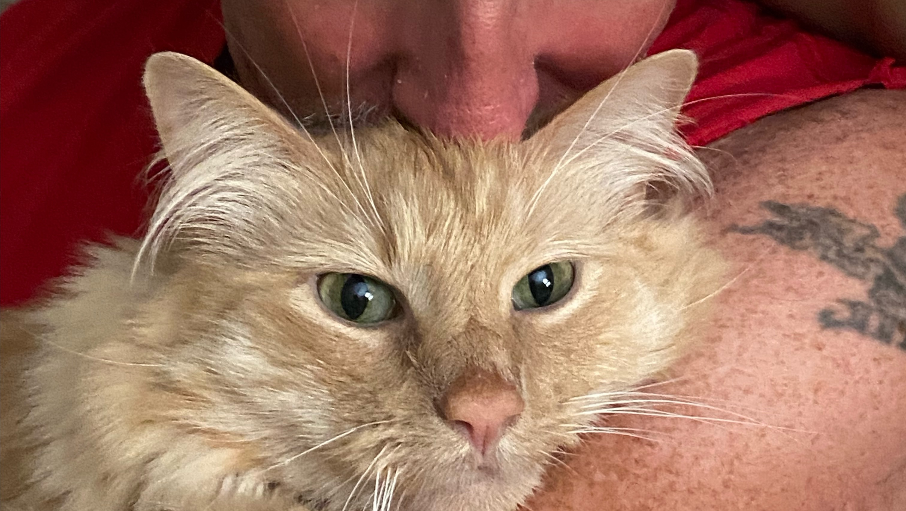 Fundraiser for Amy L. D. Davis by Debbie Maas : Jax the kitty ...