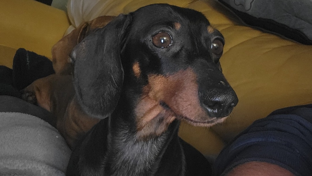 Fundraiser by Chantelle Lima : URGENT: Help Reese (Sheen) walk again!