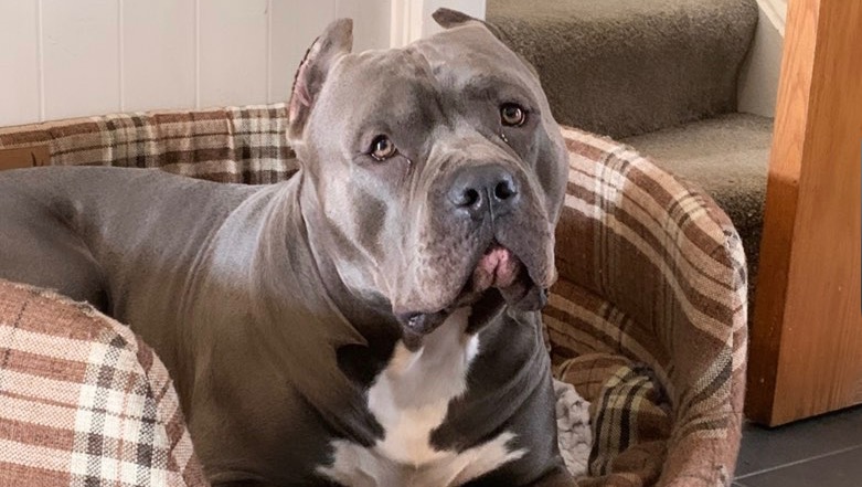 Fundraiser by Jude Moore : SAVE OUR BOY HUNTER