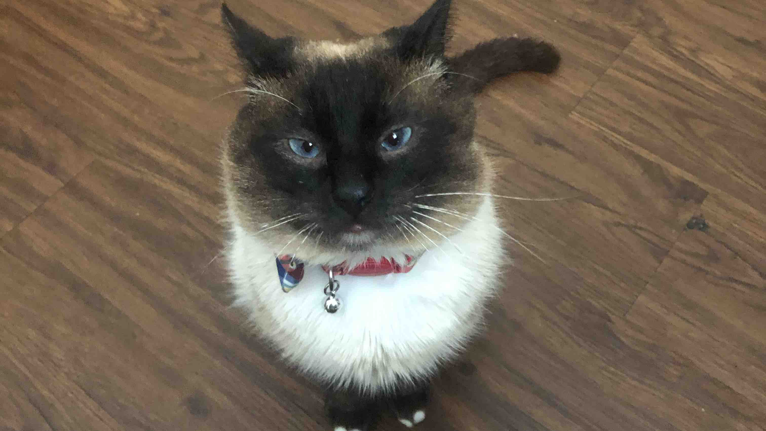 Fundraiser by Alex Mott : Help Frisk survive