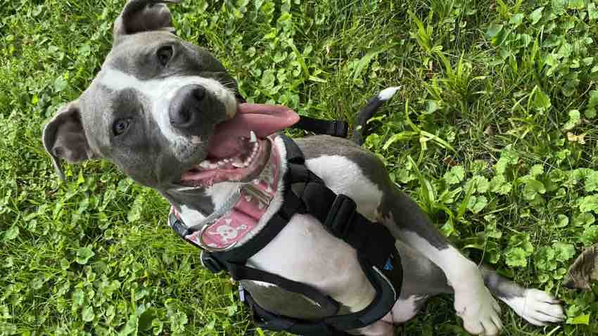 Fundraiser by Kami Knox : Help Tripawd Kooper get TPLO Surgery