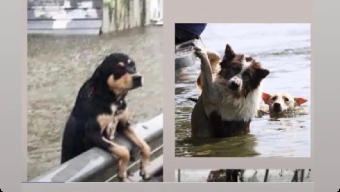 Fundraiser by Max Bidstrup : Supplies for animals affected by NSW floods