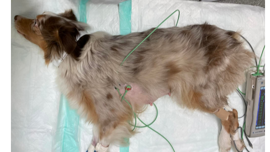 Fundraiser for April Ellison by April Ellison : Help save Diva….she is ...