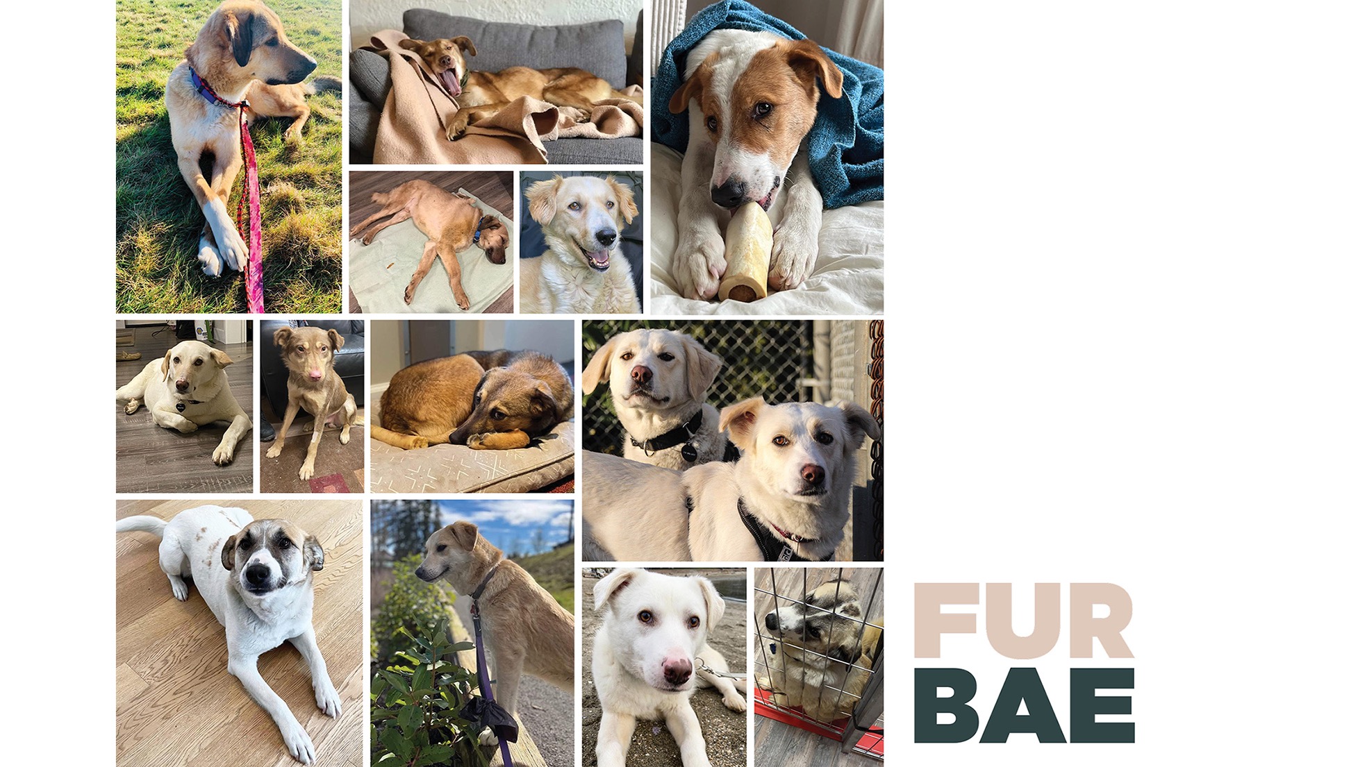 Fundraiser by Fur Bae Rescue : Help these fur baes get needed medical ...