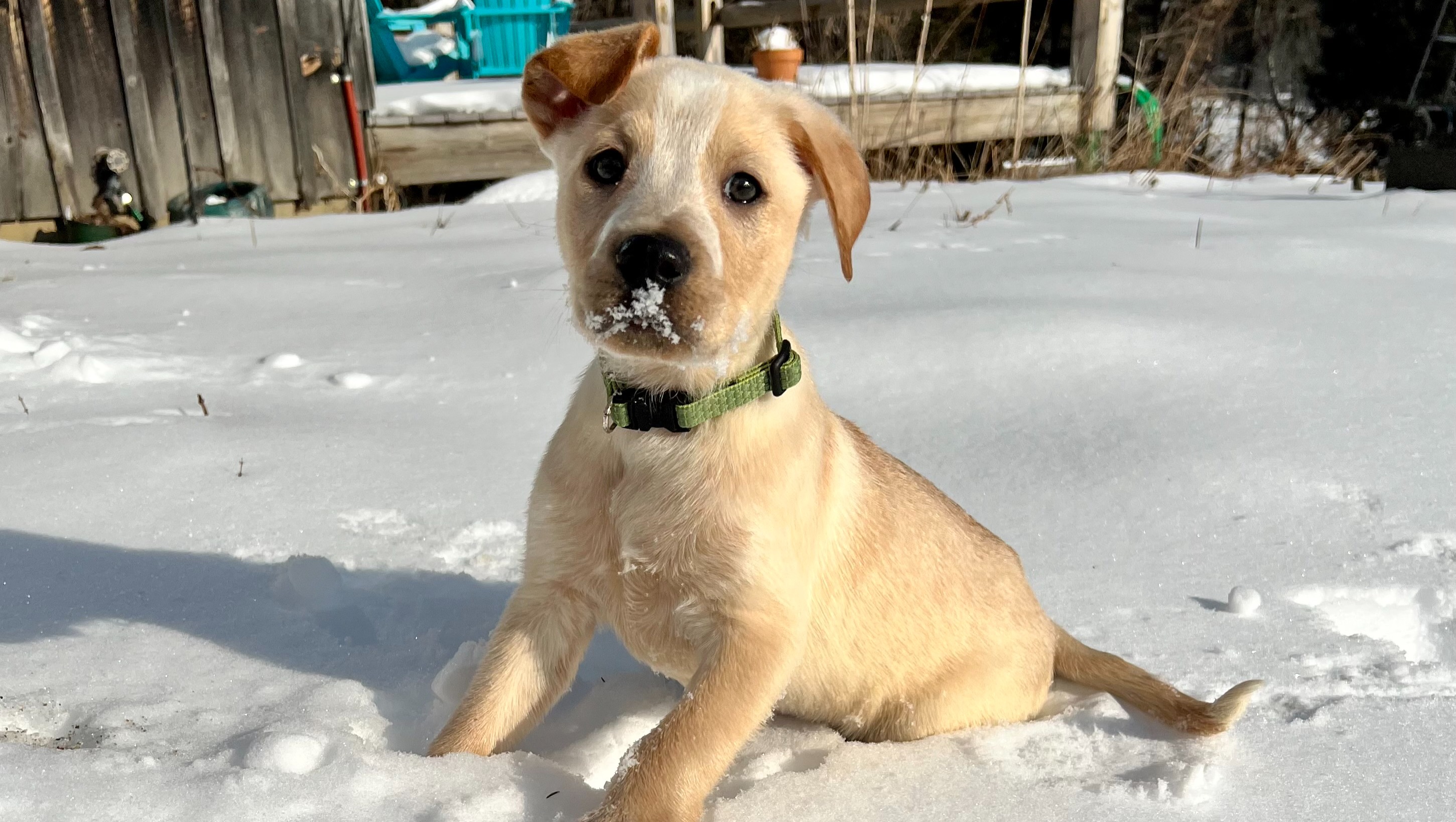 Fundraiser by Jon Deloge : Help Obi, We're His Only Hope