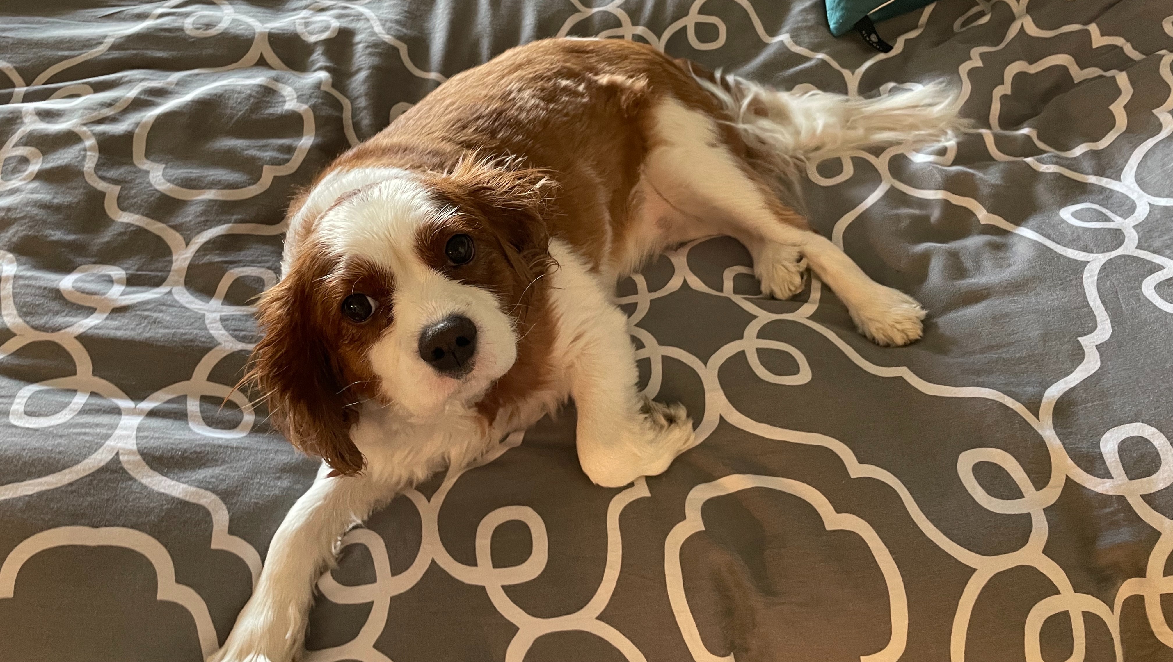 Fundraiser by Jennifer Menzer : Annie-Bear Needs Bladder Surgery