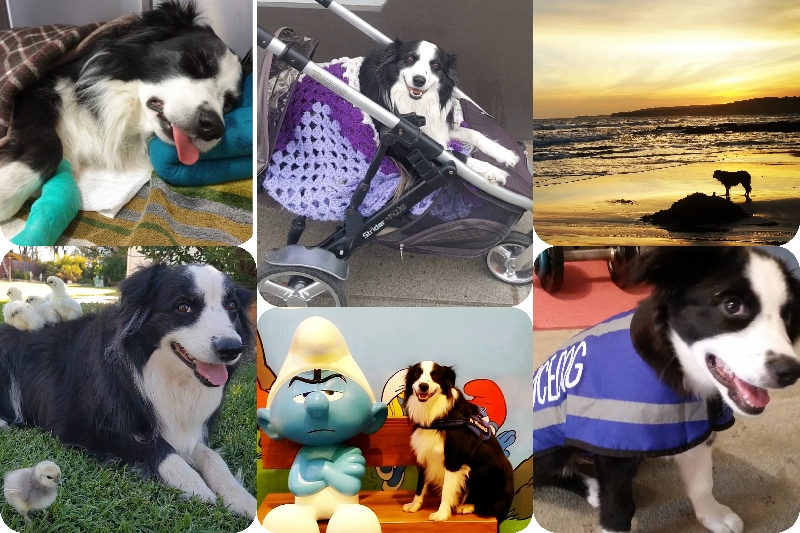 Fundraiser by Jarrah Elizabeth : Help Jarrah the Service Dog have ...