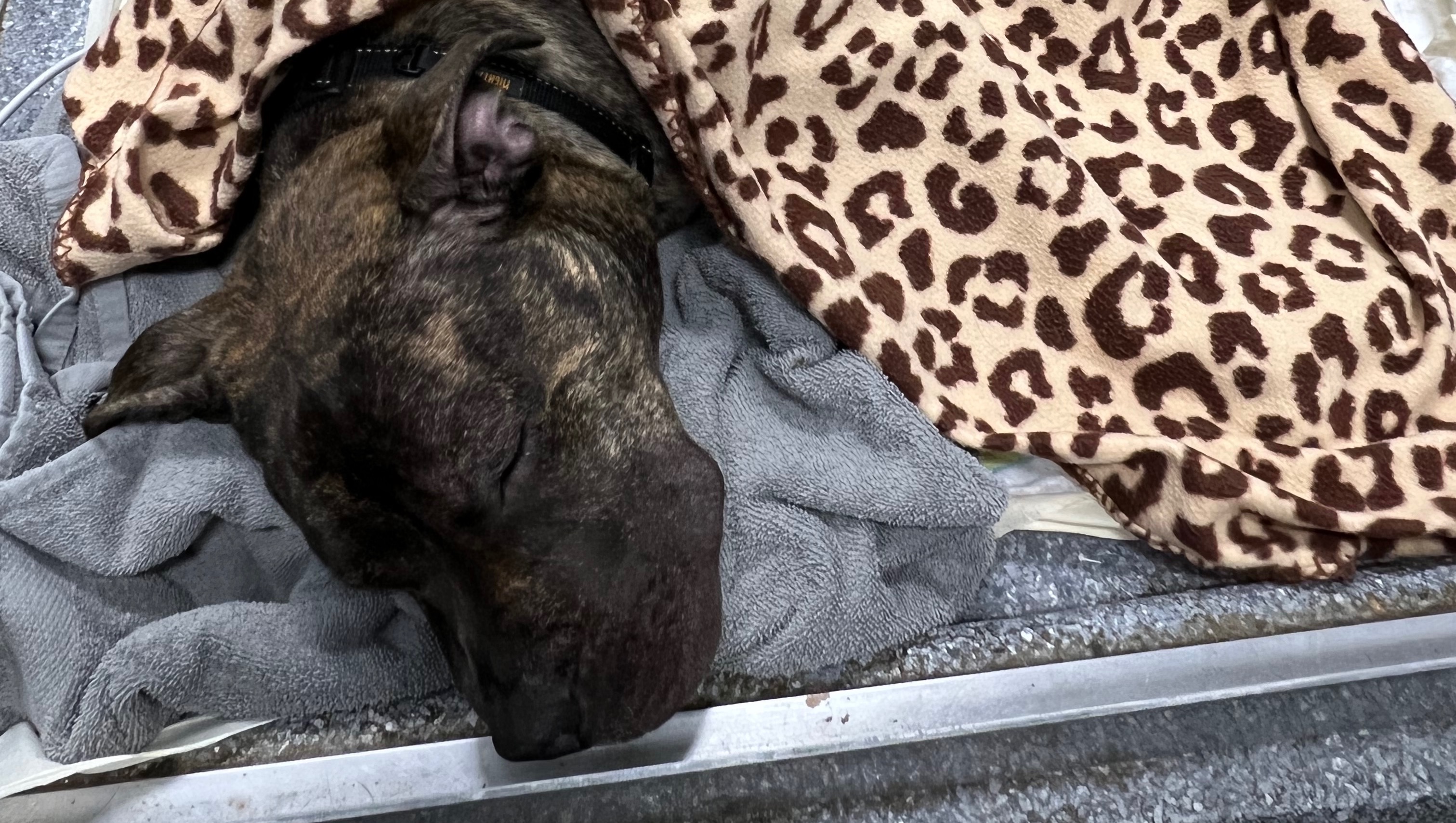 Fundraiser for Matthew Roark by Melissa Baker : Help for Luna Bug’s ...