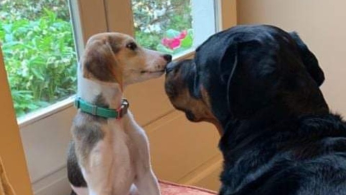 Fundraiser by Tara Lafferty : Homeless Animals Vet and Kennel Fees