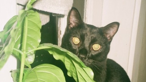 Fundraiser by Morgan Butz : Gilbert’s Amputation Surgery