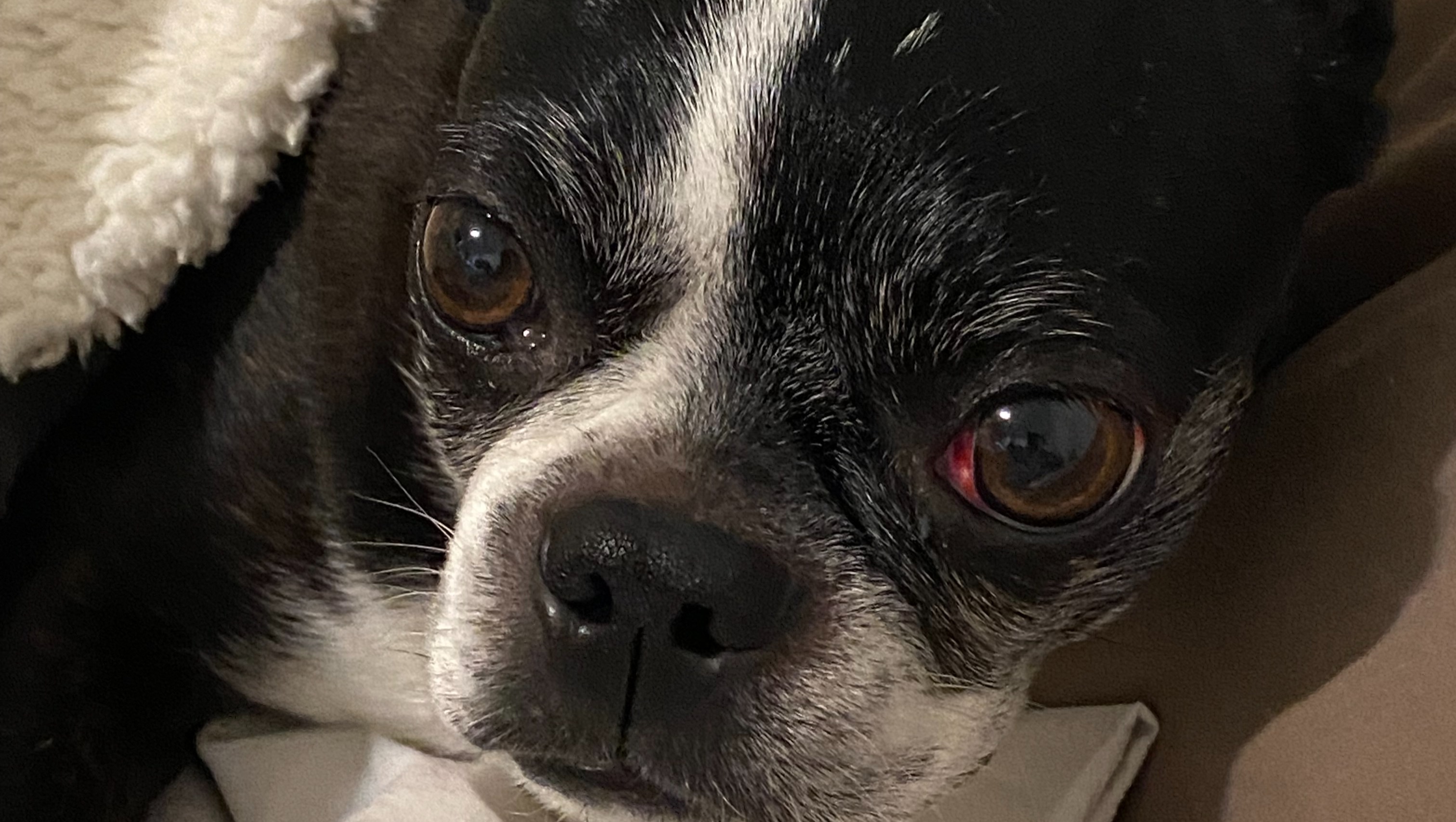 Why Is My Boston Terrier Crying