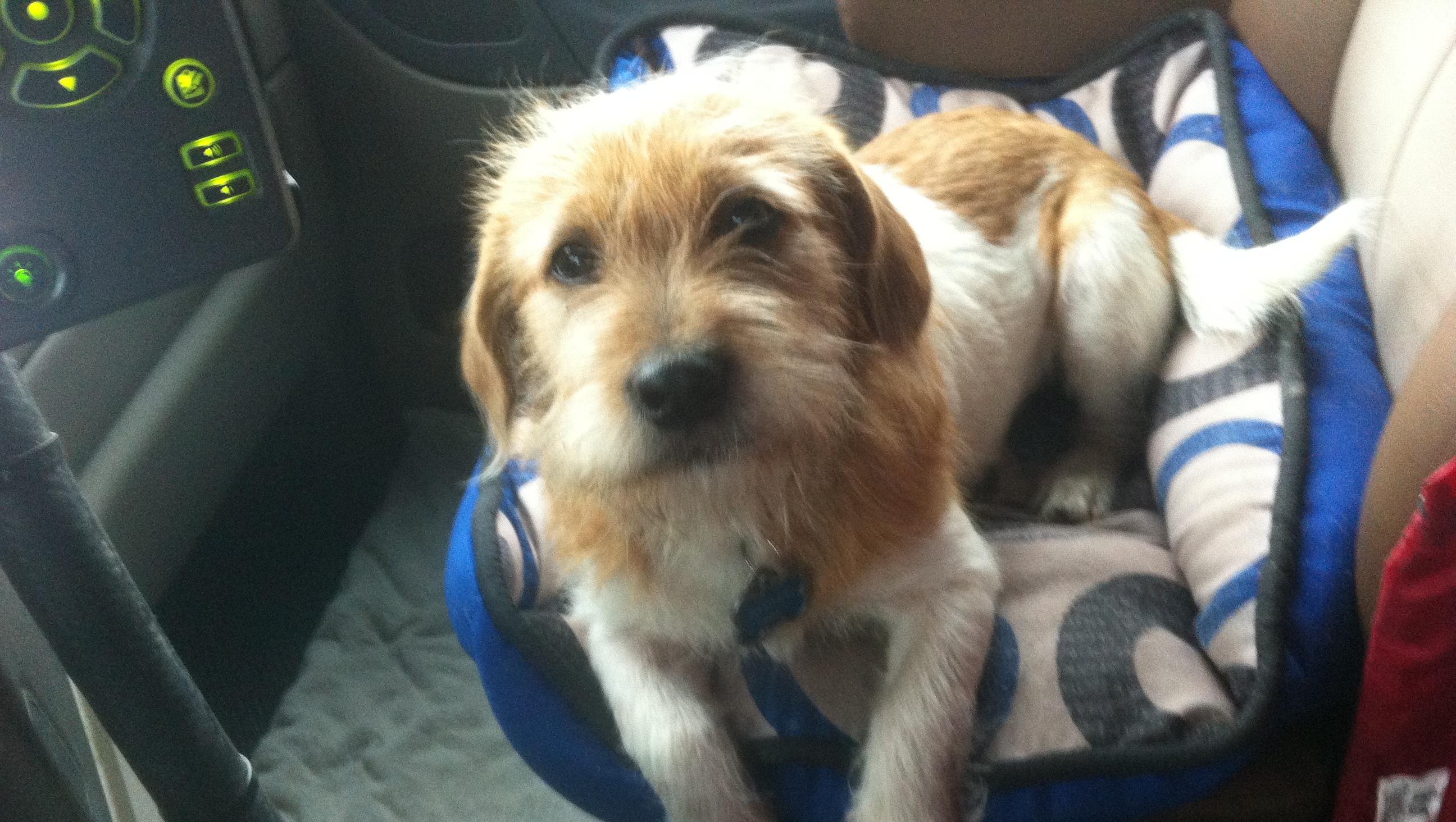 Fundraiser by Wayne Lemire : George Needs An Operation