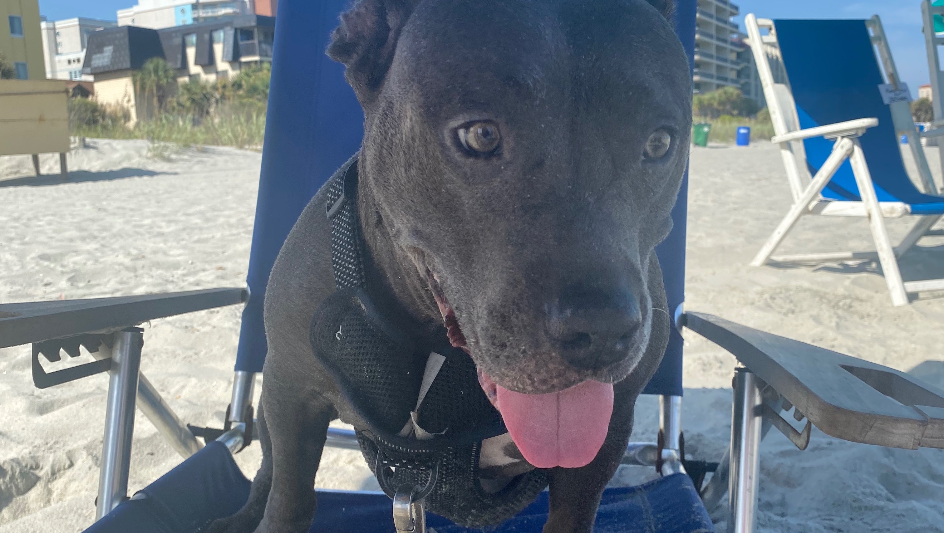 Fundraiser by Matthew Marano : Ellie’s Surgery