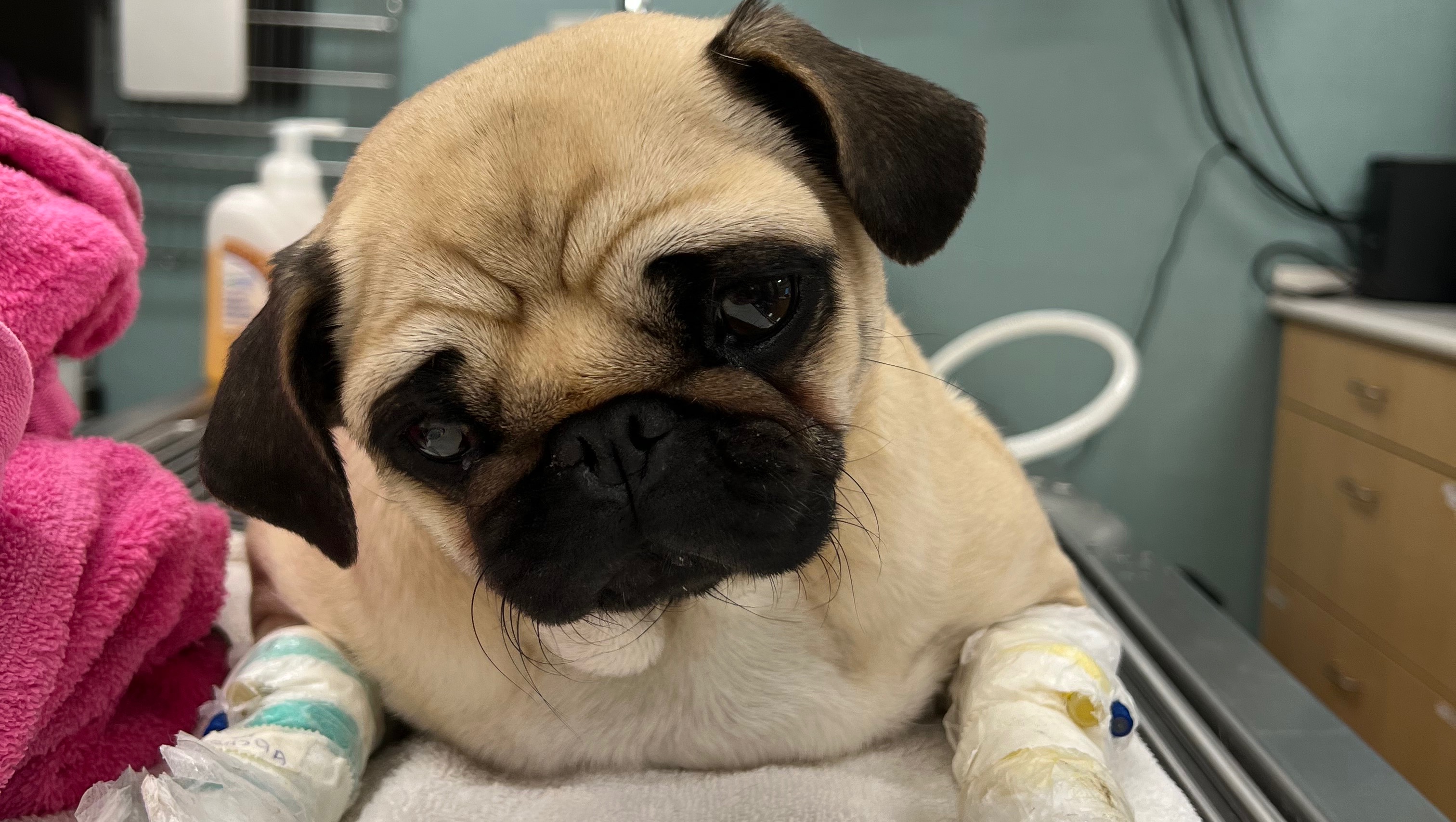 Fundraiser by Sara Cavanaugh : Please help Lulu come home to us